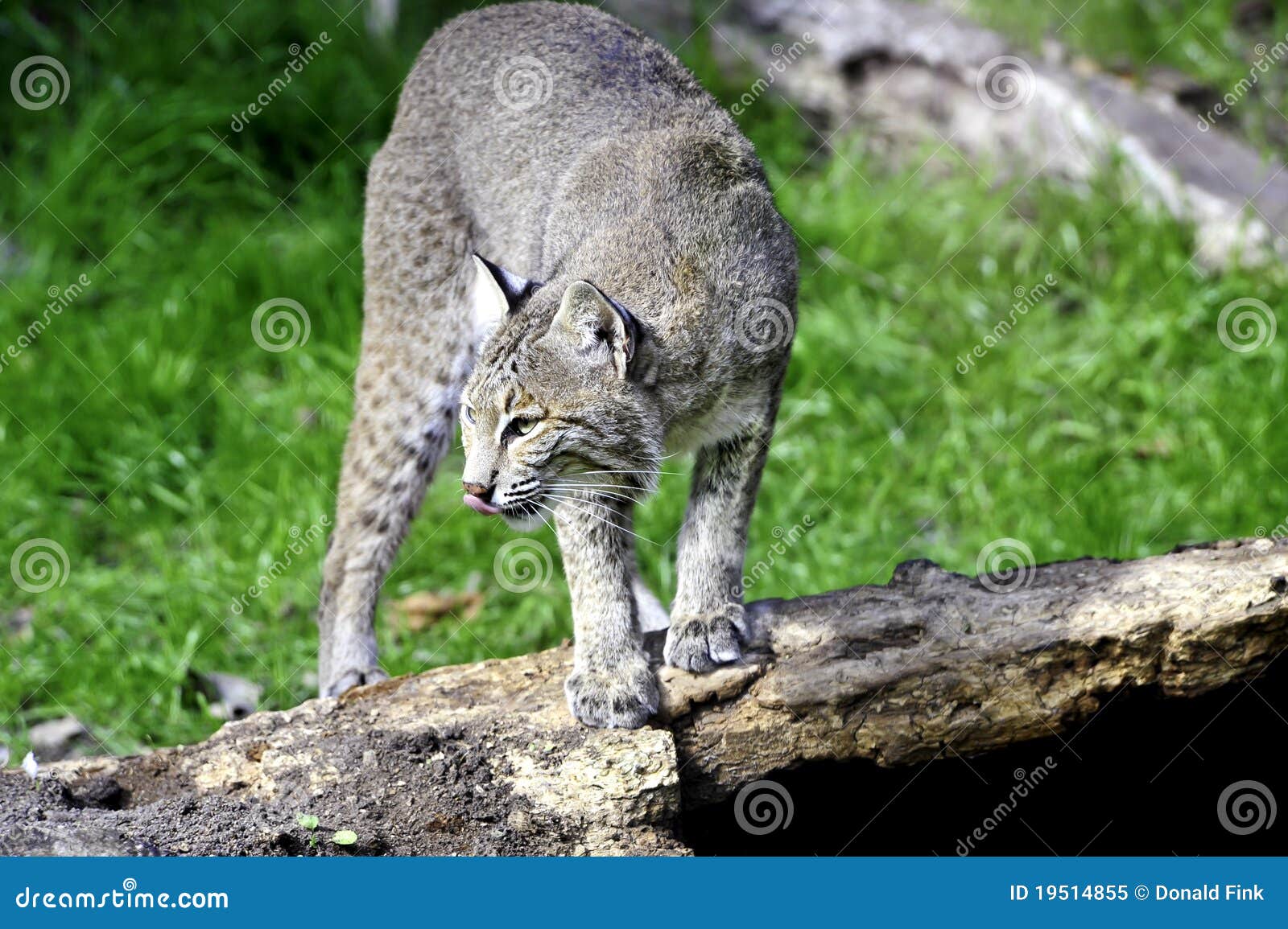 Rotluchs stockbild. Bild von protokoll, rufus, tier, pendel - 19514855