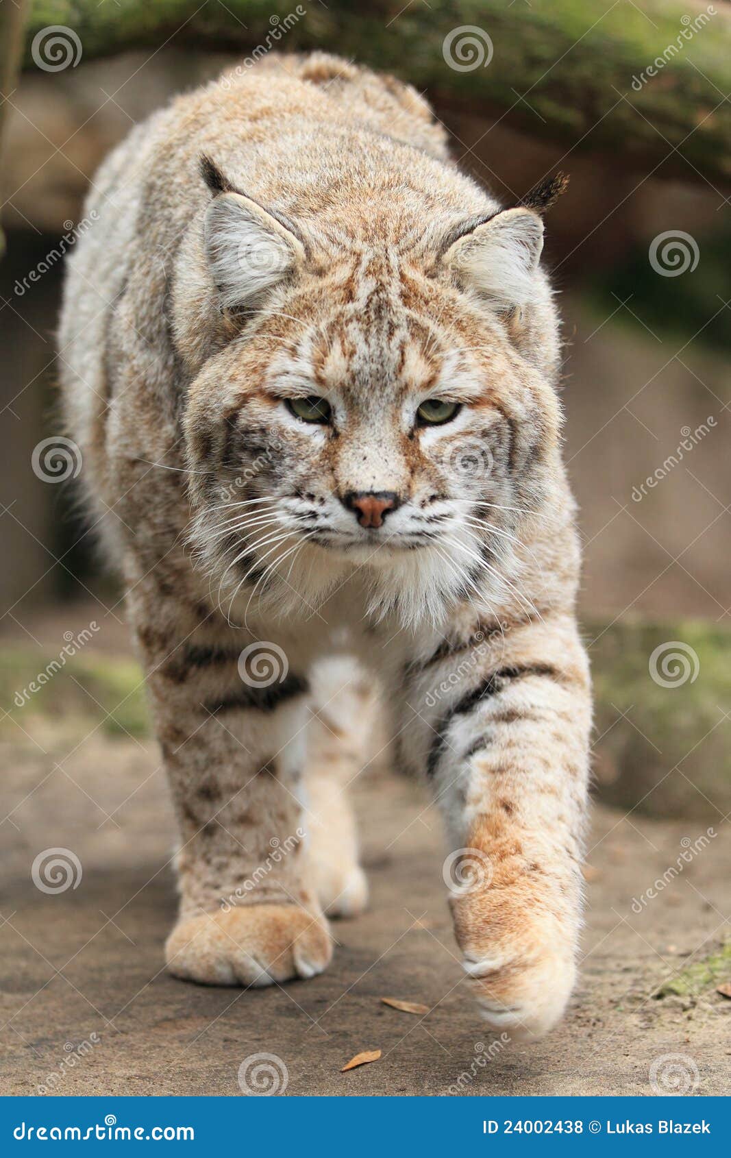 Rotluchs stockfoto. Bild von rotluchs, schlendern, fleischfresser ...