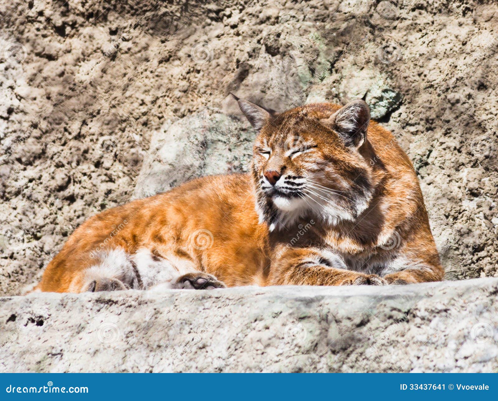 Rotluchs stockbild. Bild von luchs, gefangener, zoologisch - 33437641