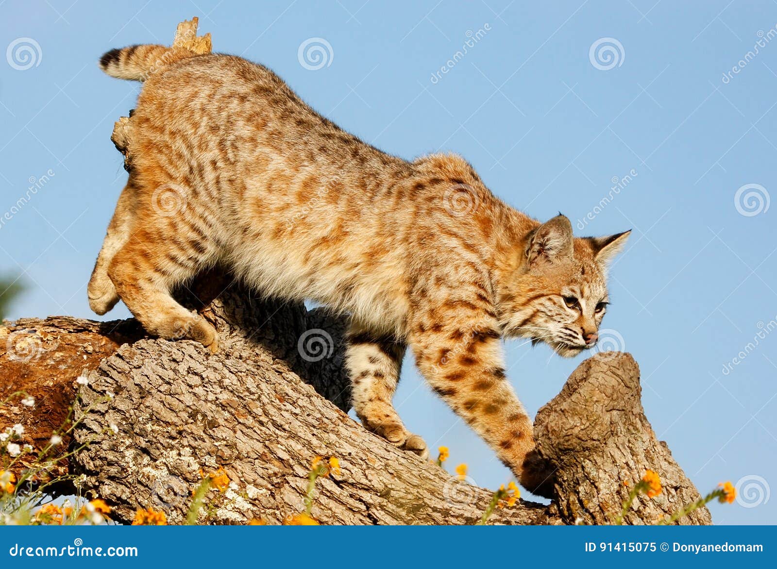 Rotluchs, Der Auf Einem Klotz Steht Stockbild - Bild von säugetier ...