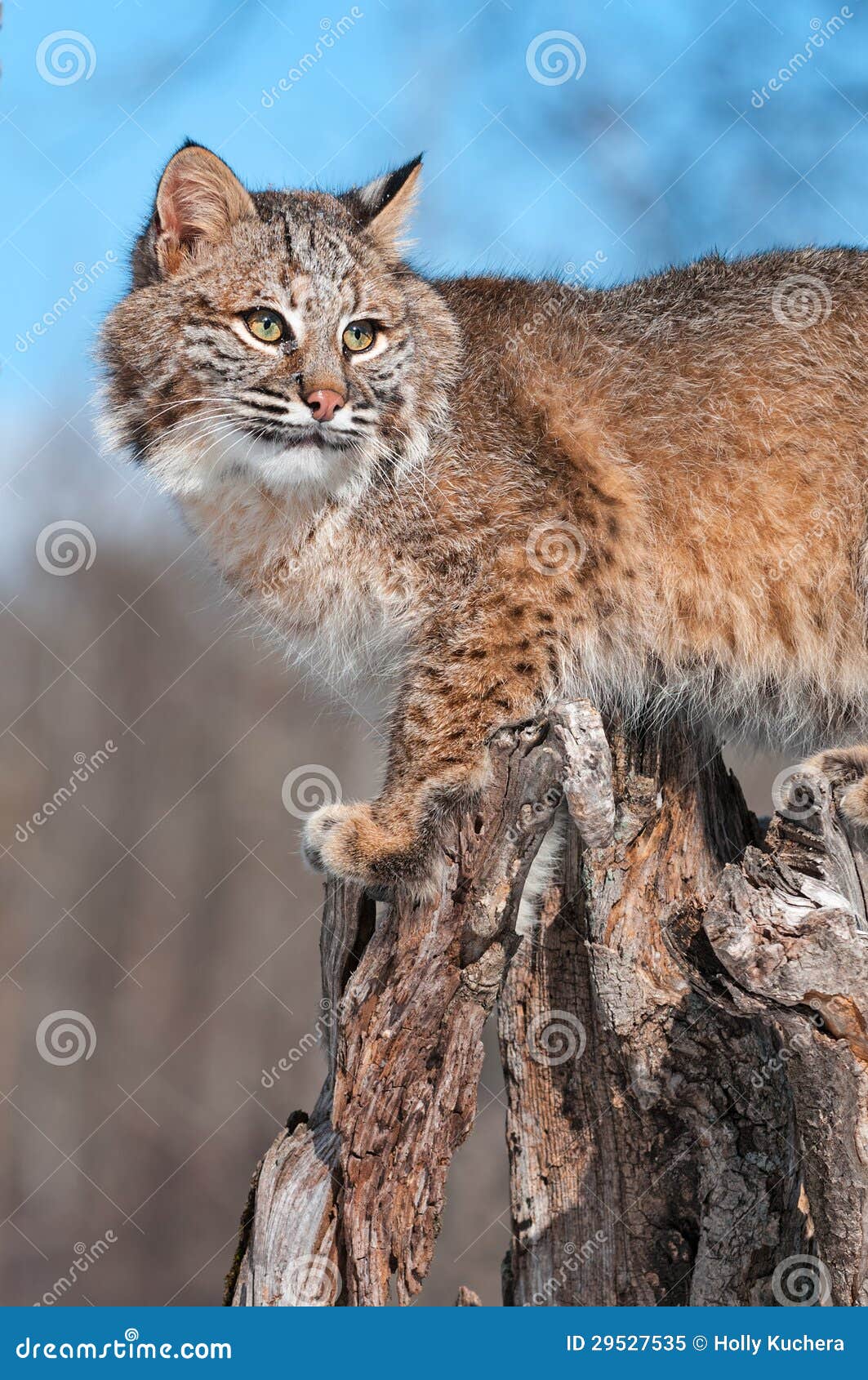 Rotluchs (Luchs Rufus) Dreht Sich Nach Rechts Auf Stumpf Stockbild ...