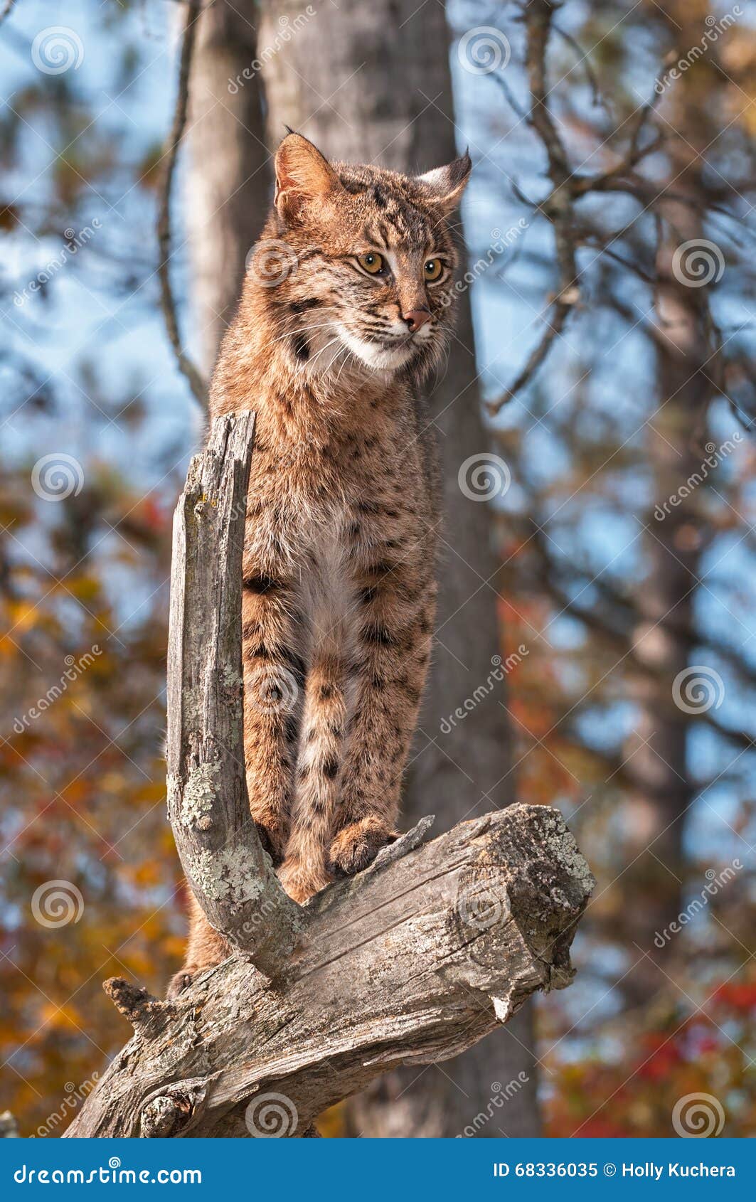 Rotluchs (Luchs Rufus) Schaut Von Oben Recht Stockbild - Bild von ...