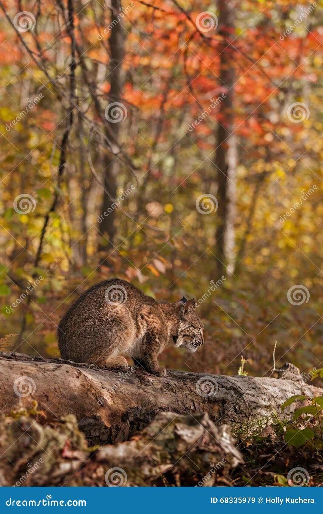 Rotluchs (Luchs Rufus) Sitzt Auf Klotz Stockbild - Bild von zweig ...