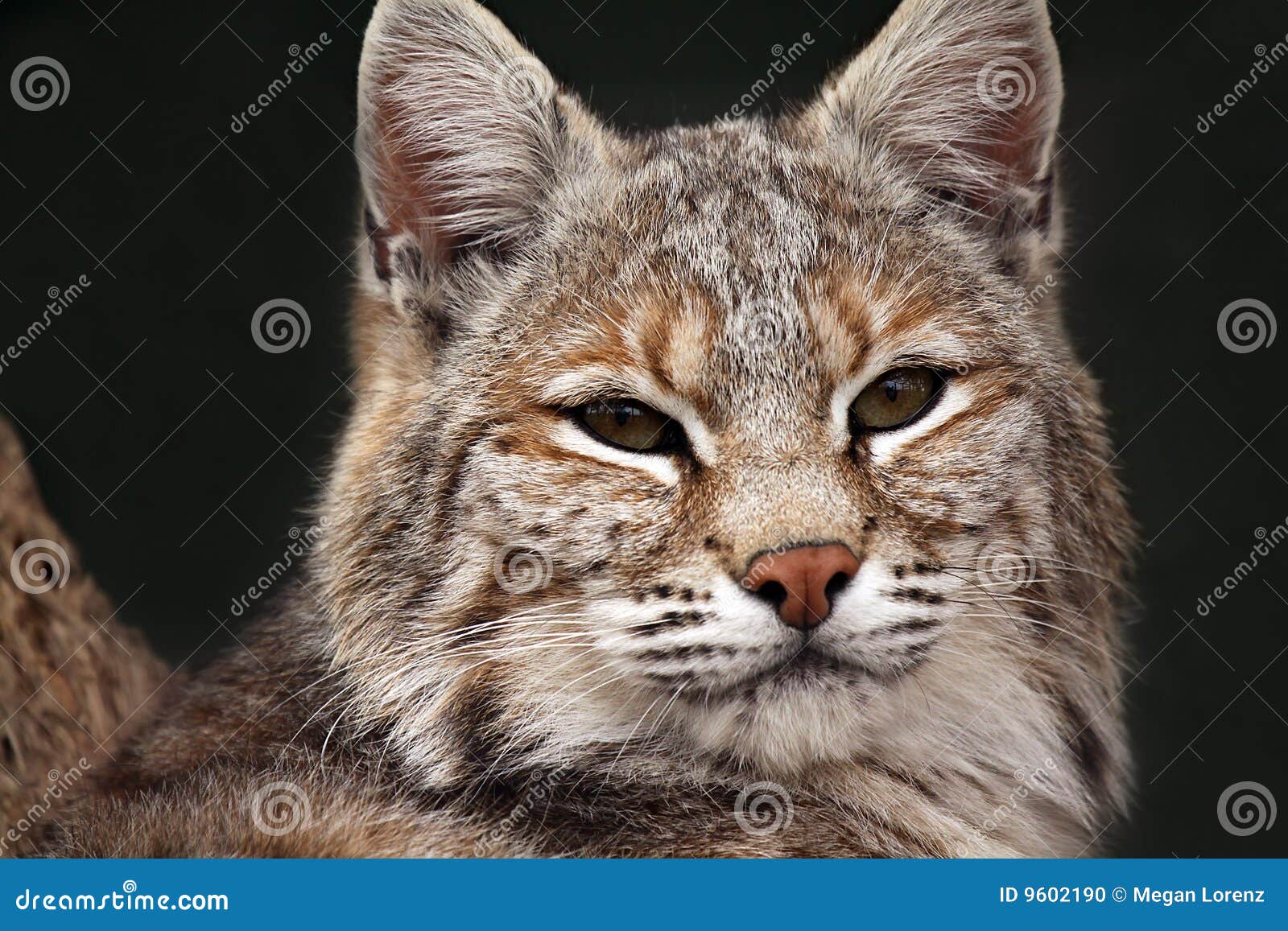 Rotluchs-Nahaufnahme stockfoto. Bild von wildnis, schauen - 9602190