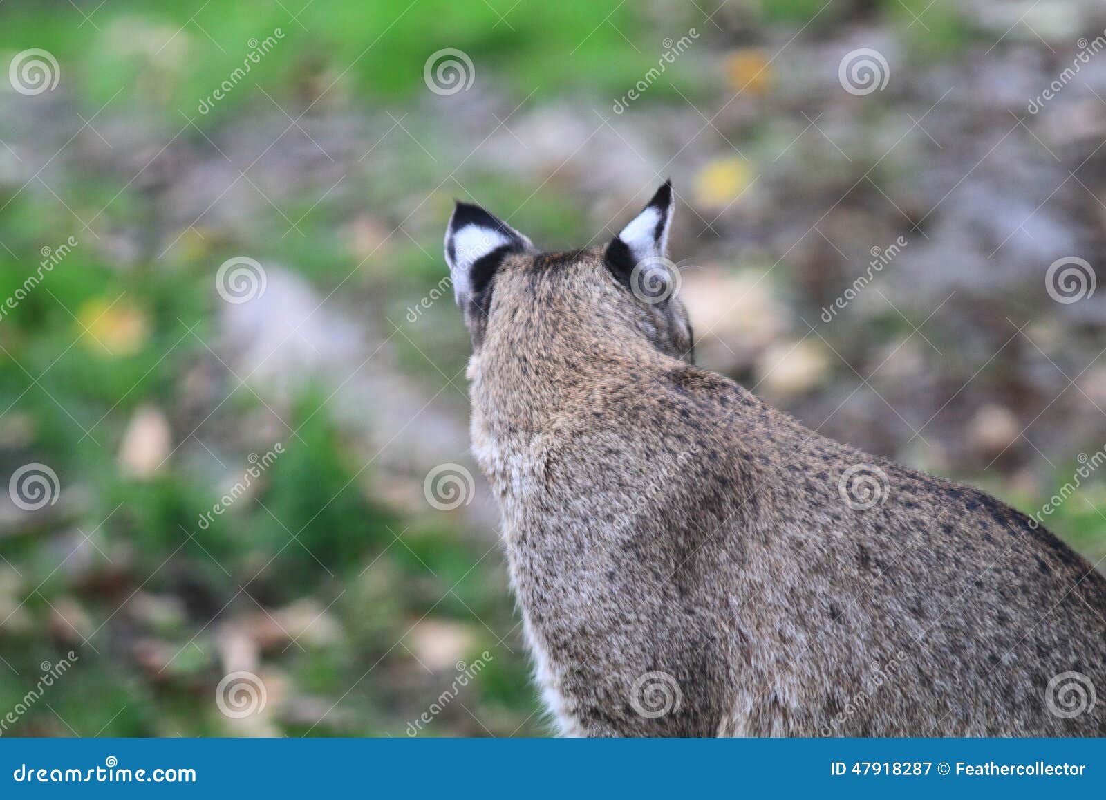 Rotluchs-oder Bucht-Luchs stockbild. Bild von amerika - 47918287