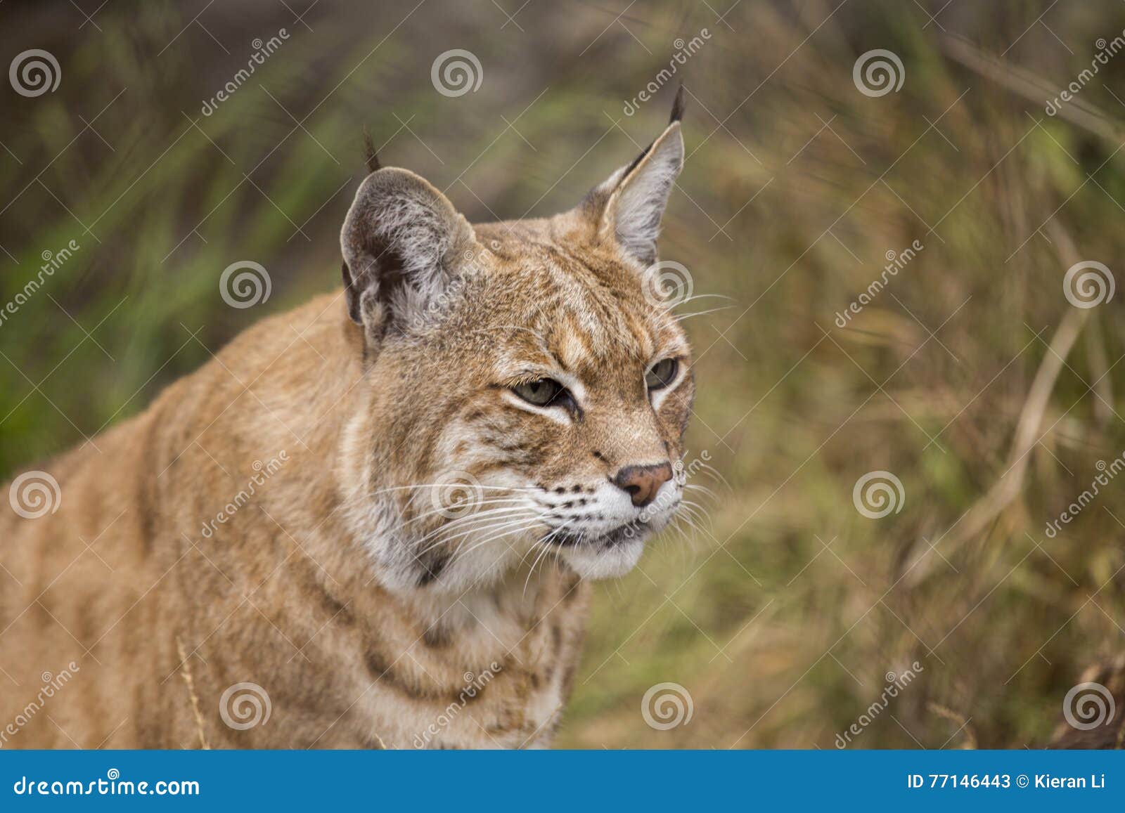 Rotluchs U. X28; Luchs Rufus& X29; Stockbild - Bild von wirbeltier ...