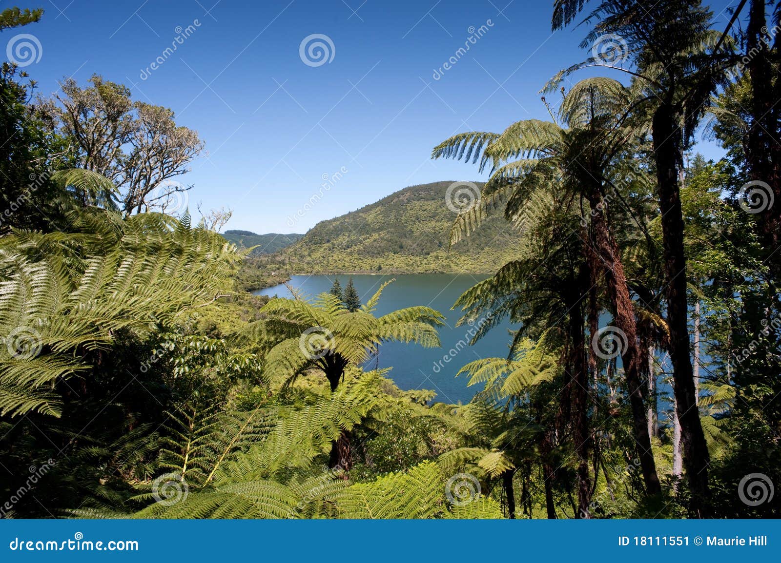 Rotorua Lakes District stock image. Image of rotokakahi - 18111551