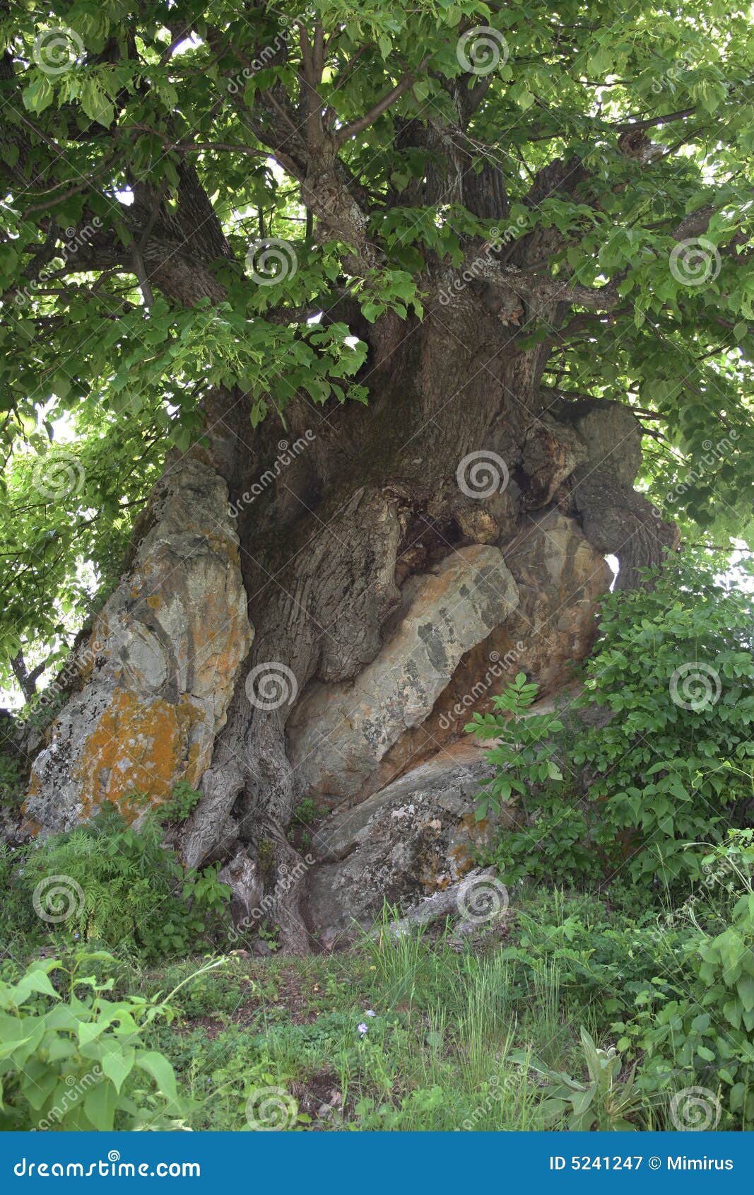 Rots en boom stock afbeelding. Image of boom, steen, blad - 5241247