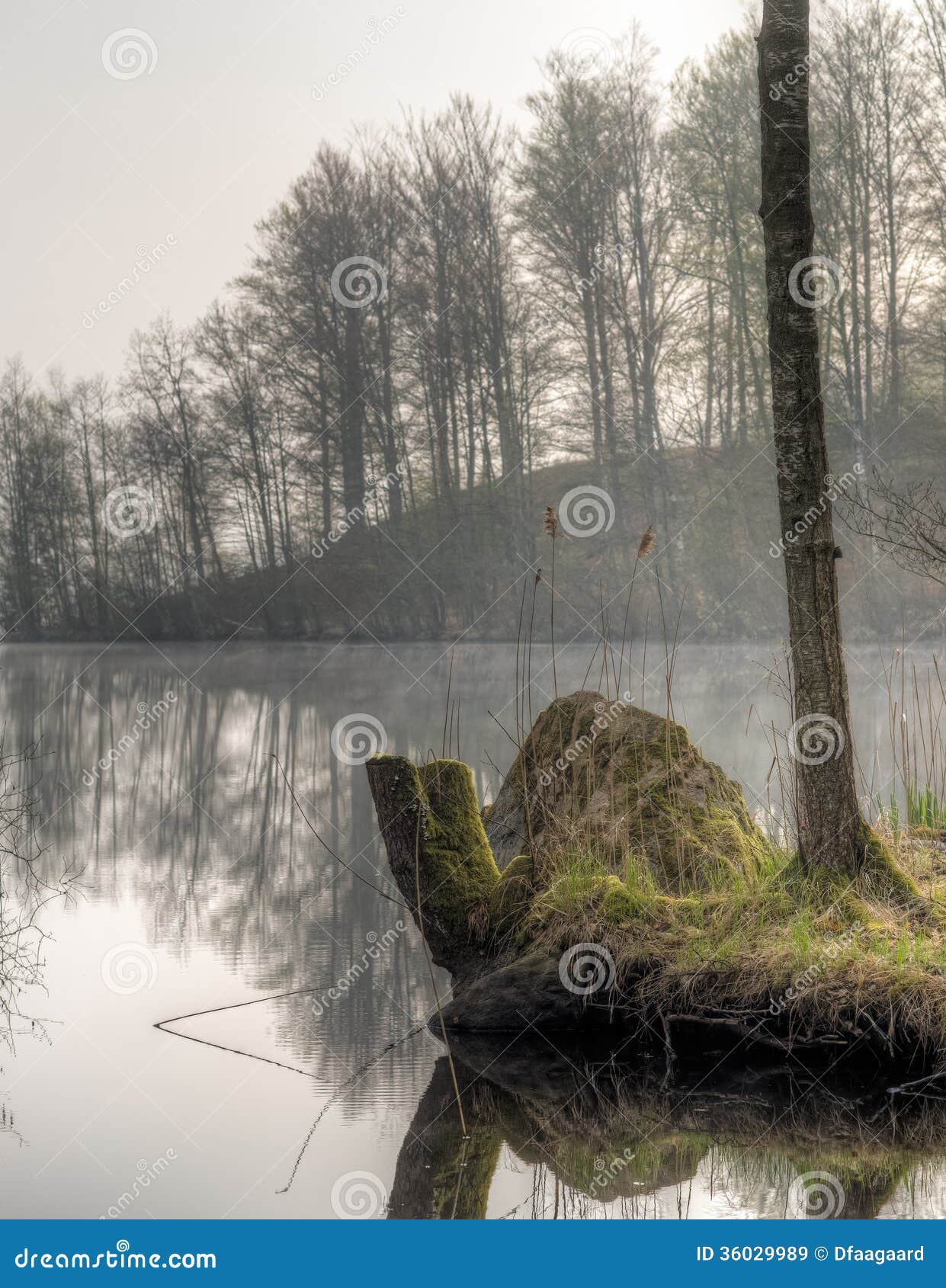 Rots en boomstompen stock afbeelding. Image of mening - 36029989