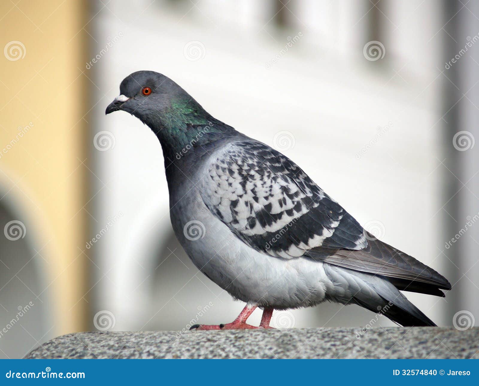 Rotsduif of Gemeenschappelijke Duif Stock Foto - Image of vogel ...