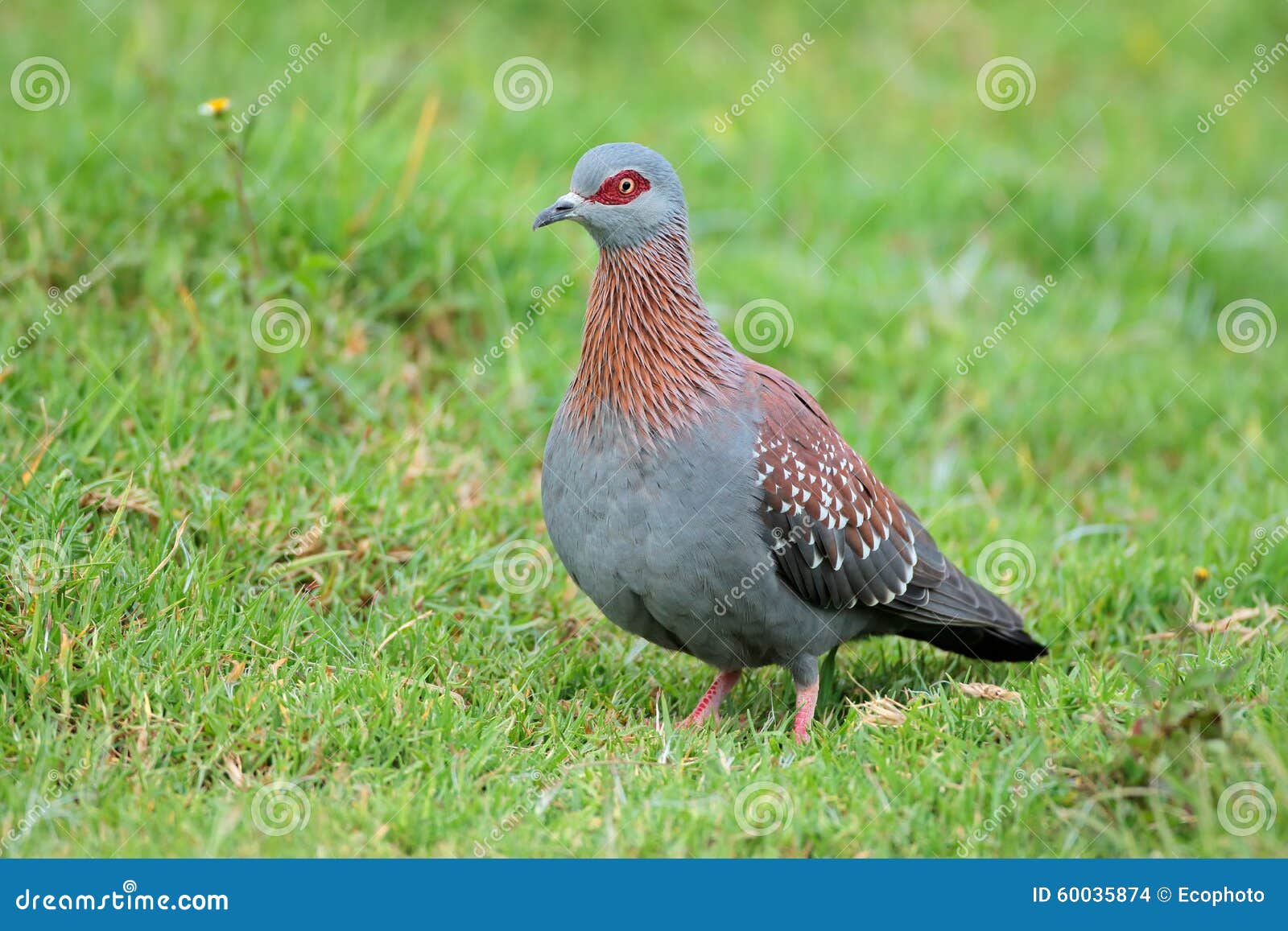 Rotsduif op gras stock foto. Image of veren, vleugels - 60035874