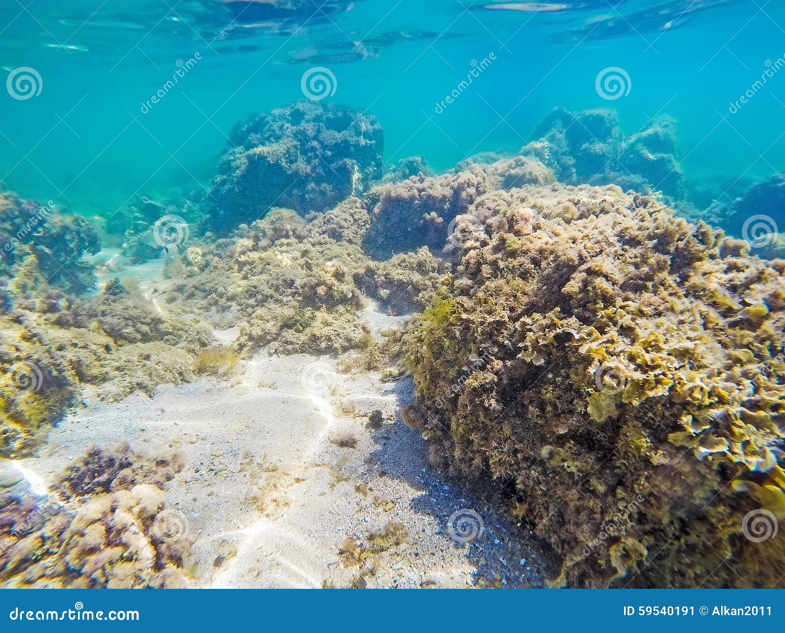 Rotsen En Zeewieren Op De Zeebodem Stock Afbeelding - Image of licht ...