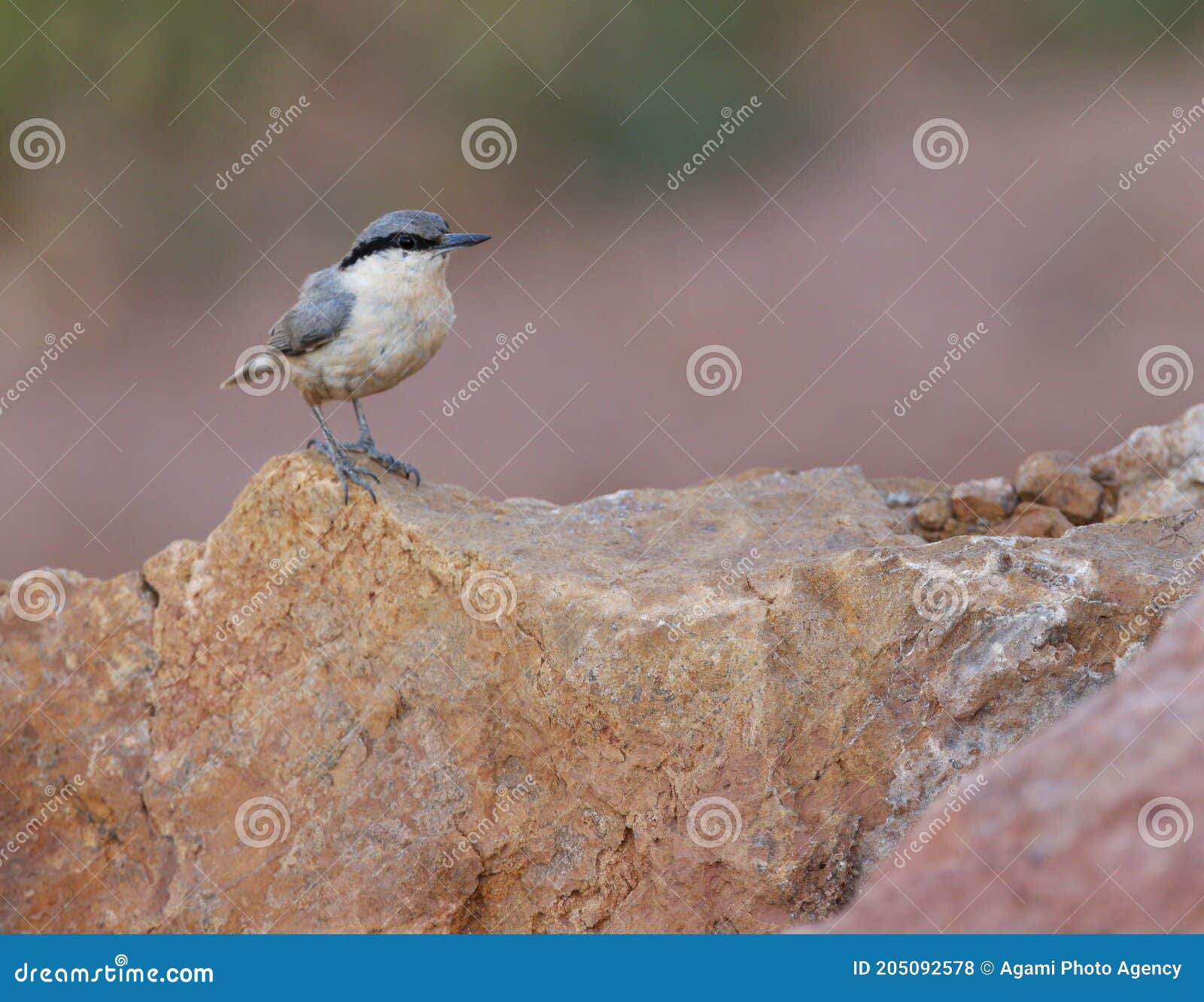 Rotsklever, Western Rock Nuthatch, Sitta Neumayer Stock Photo - Image ...