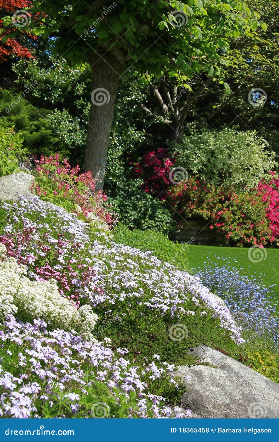 Rotstuin stock foto. Image of mooi, april, azalea, geranium - 18365458