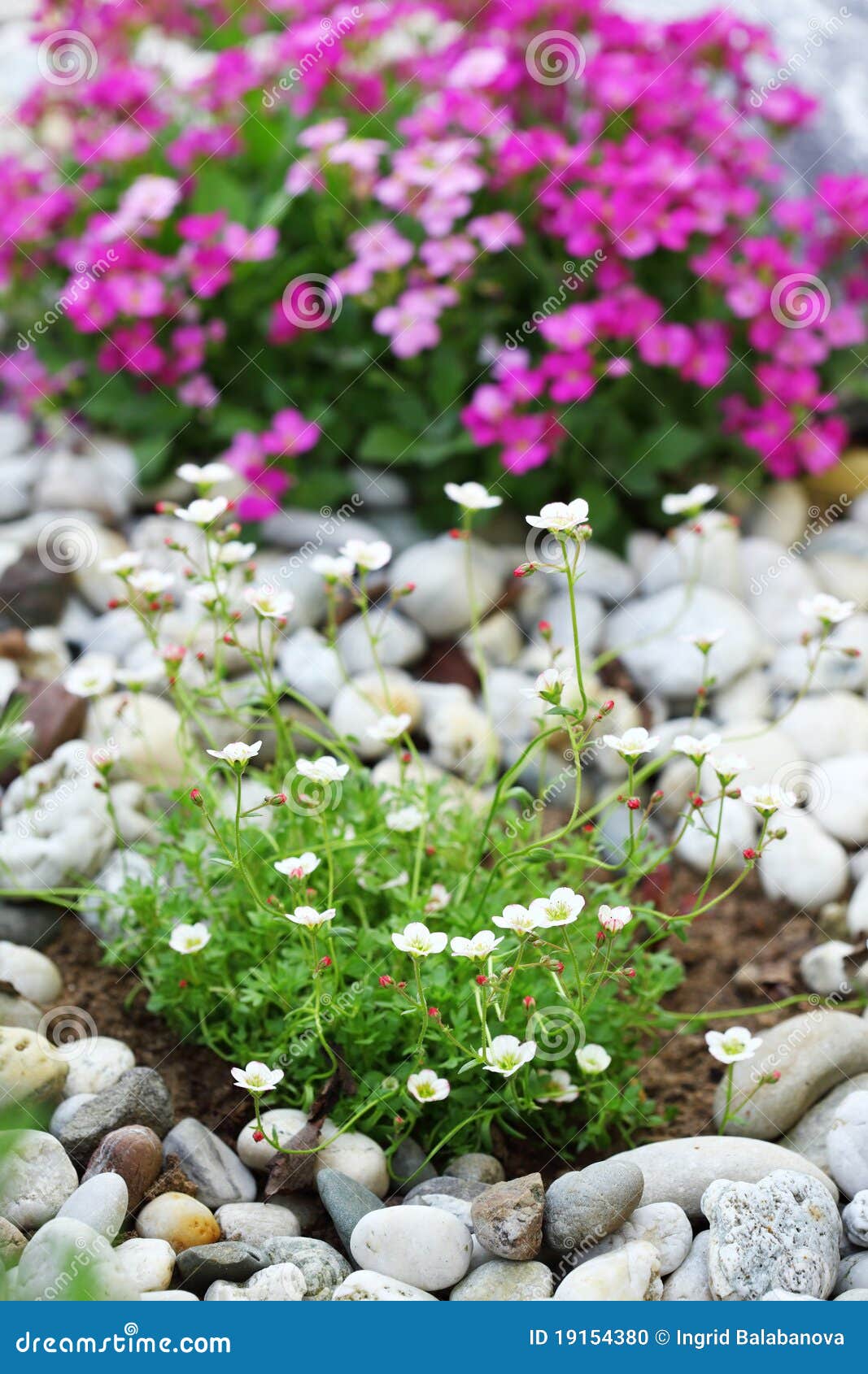 Rotstuin stock foto. Image of nave, tuin, tuinieren, vegetatie - 19154380