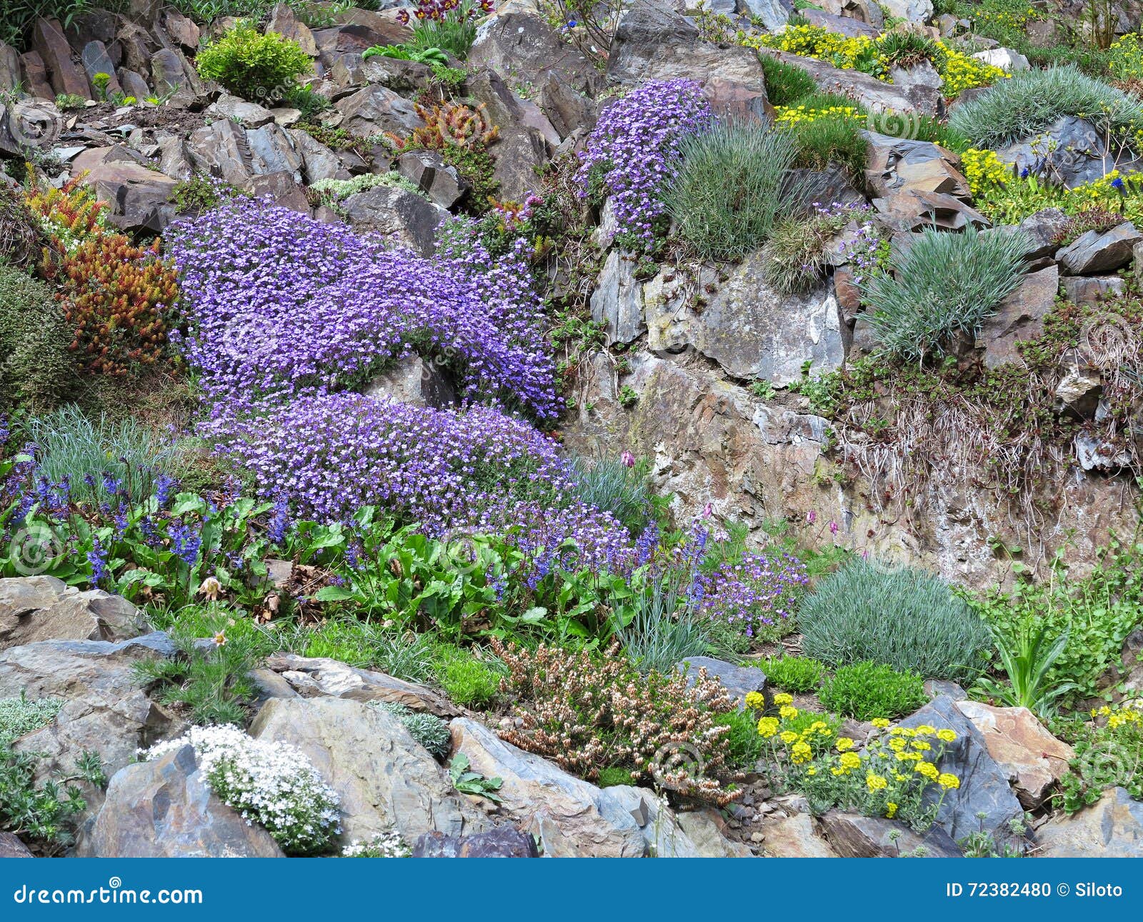 Rotstuin Met Diverse Bloemen Stock Foto - Image of rots, bloeien: 72382480