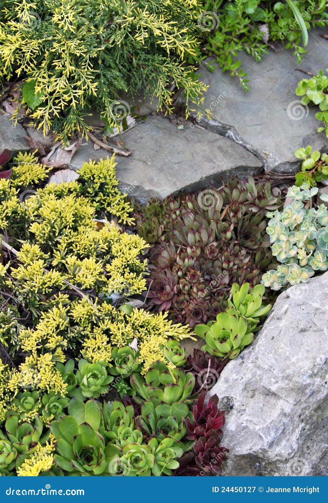 Rotstuin Met Jeneverbes En Sedums Stock Afbeelding - Image of sier ...