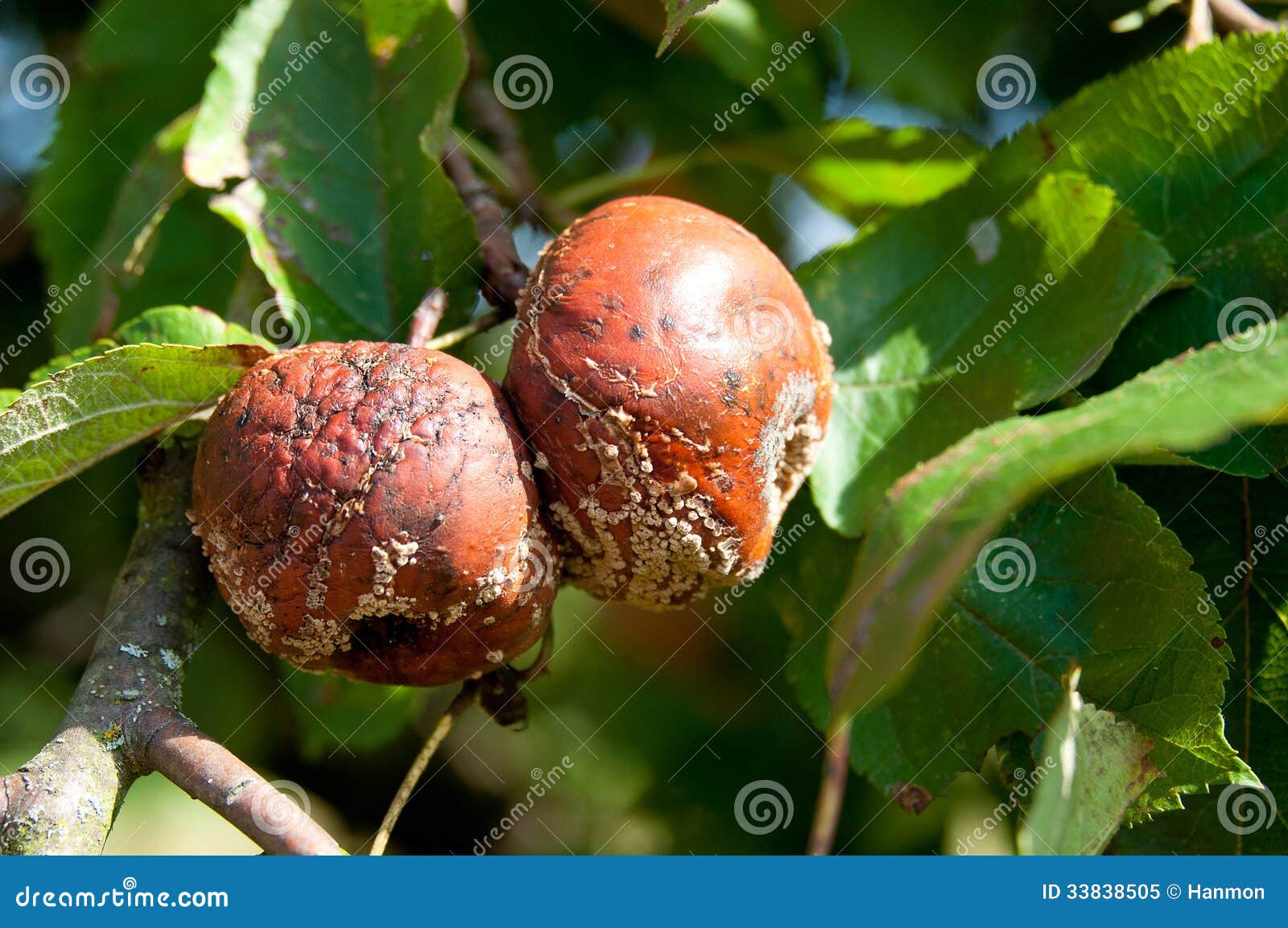 Rotte appel stock afbeelding. Image of appel, blad, verrot - 33838505