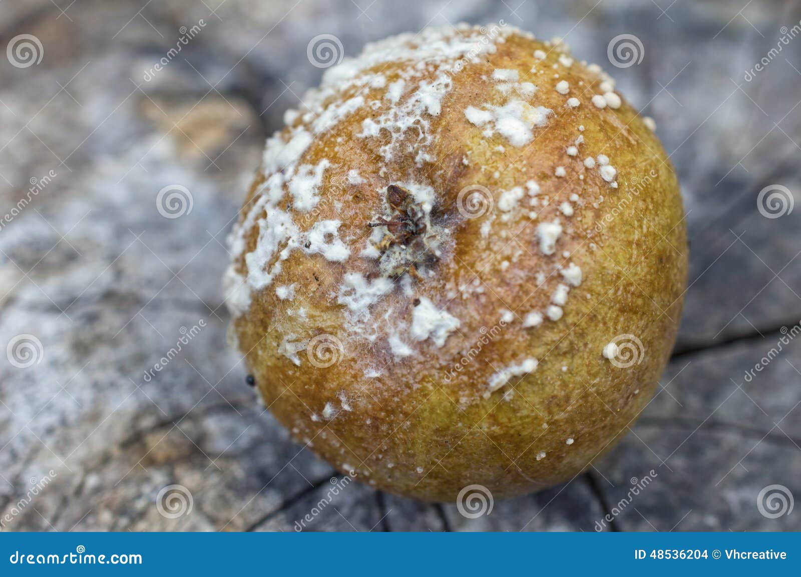 Rotte appel met vorm stock foto. Image of walgelijk, ontbonden - 48536204