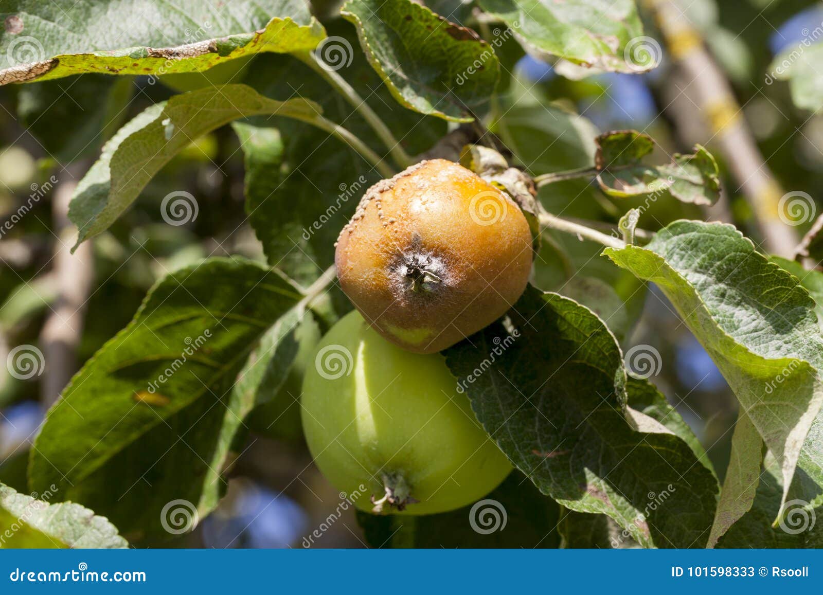 Rotte appel op een boom stock afbeelding. Image of ingrediënt - 101598333
