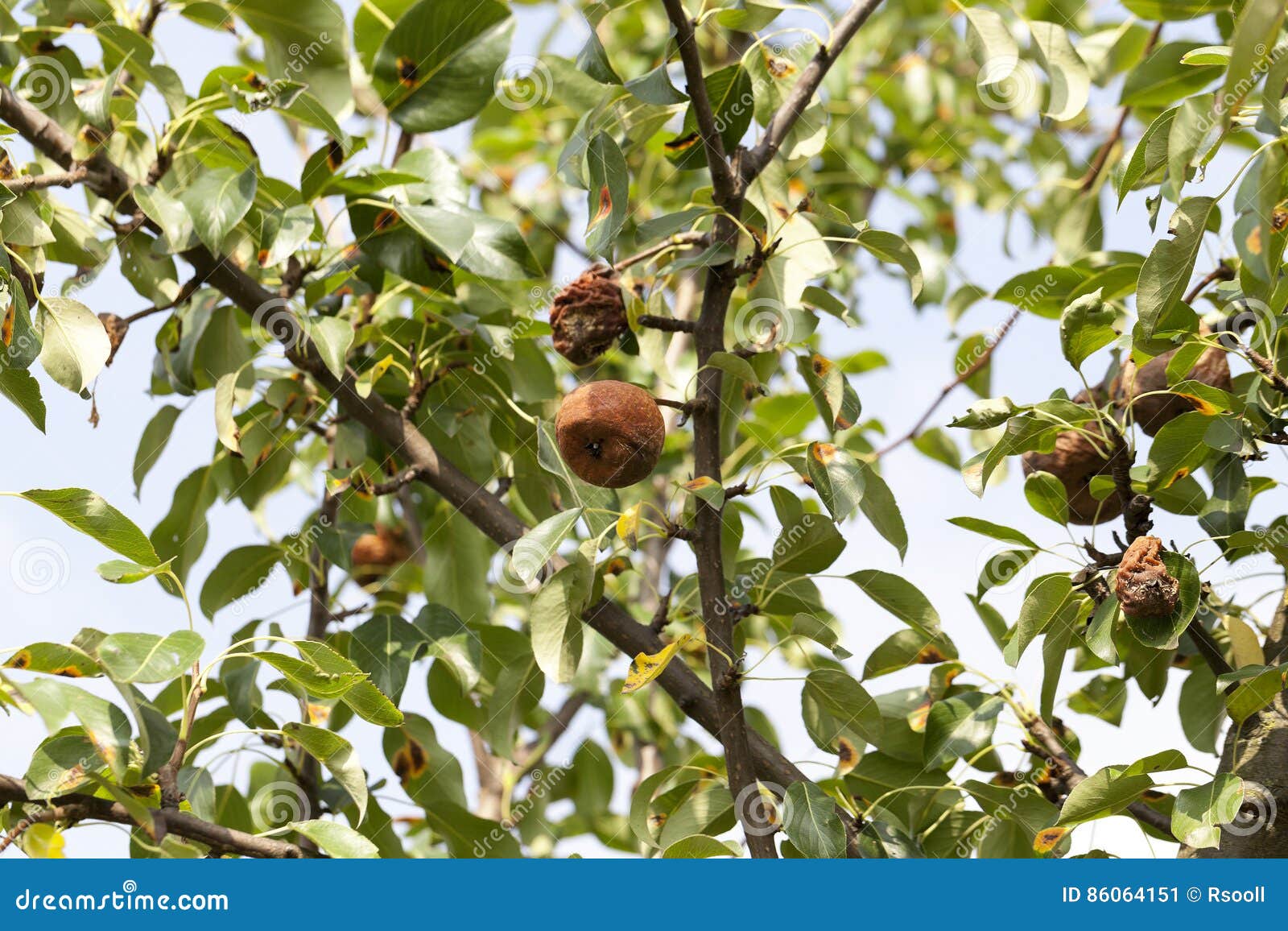 Rotte peer op de boom stock afbeelding. Image of beschadigd - 86064151