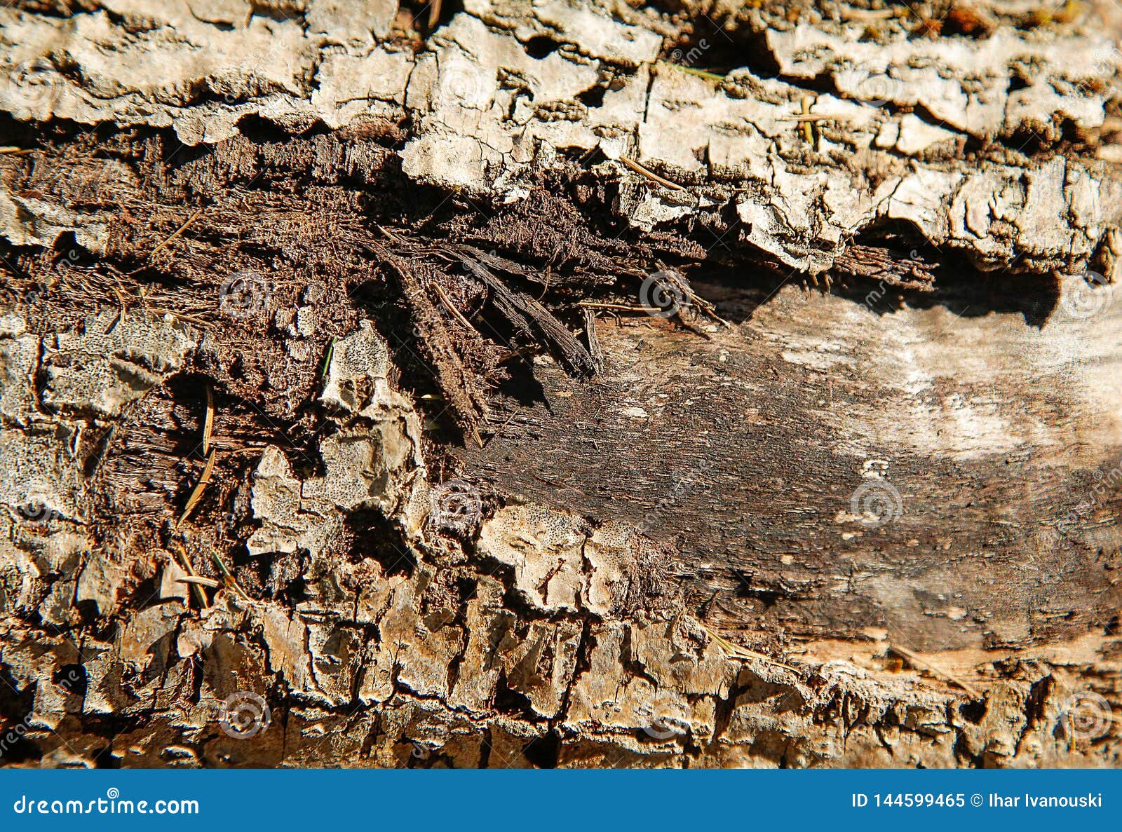 Rotted Forest Tree with Torn Bark .Texture Stock Image - Image of ...