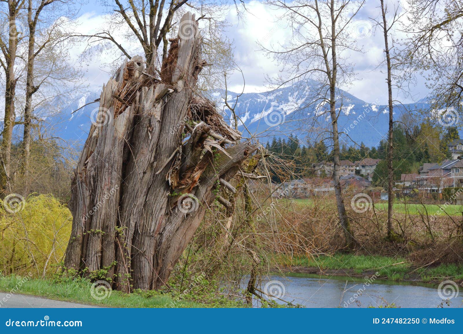 Rotted, Torn and Shredded Tree Trunk Stock Photo - Image of bark ...
