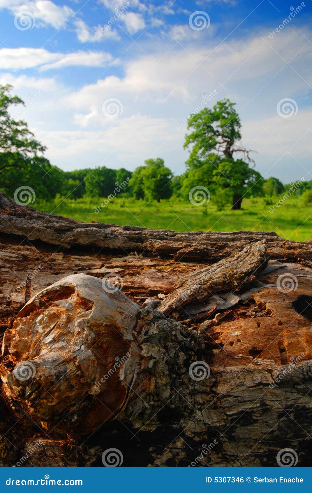 Rotted Tree stock photo. Image of grassy, interesting - 5307346