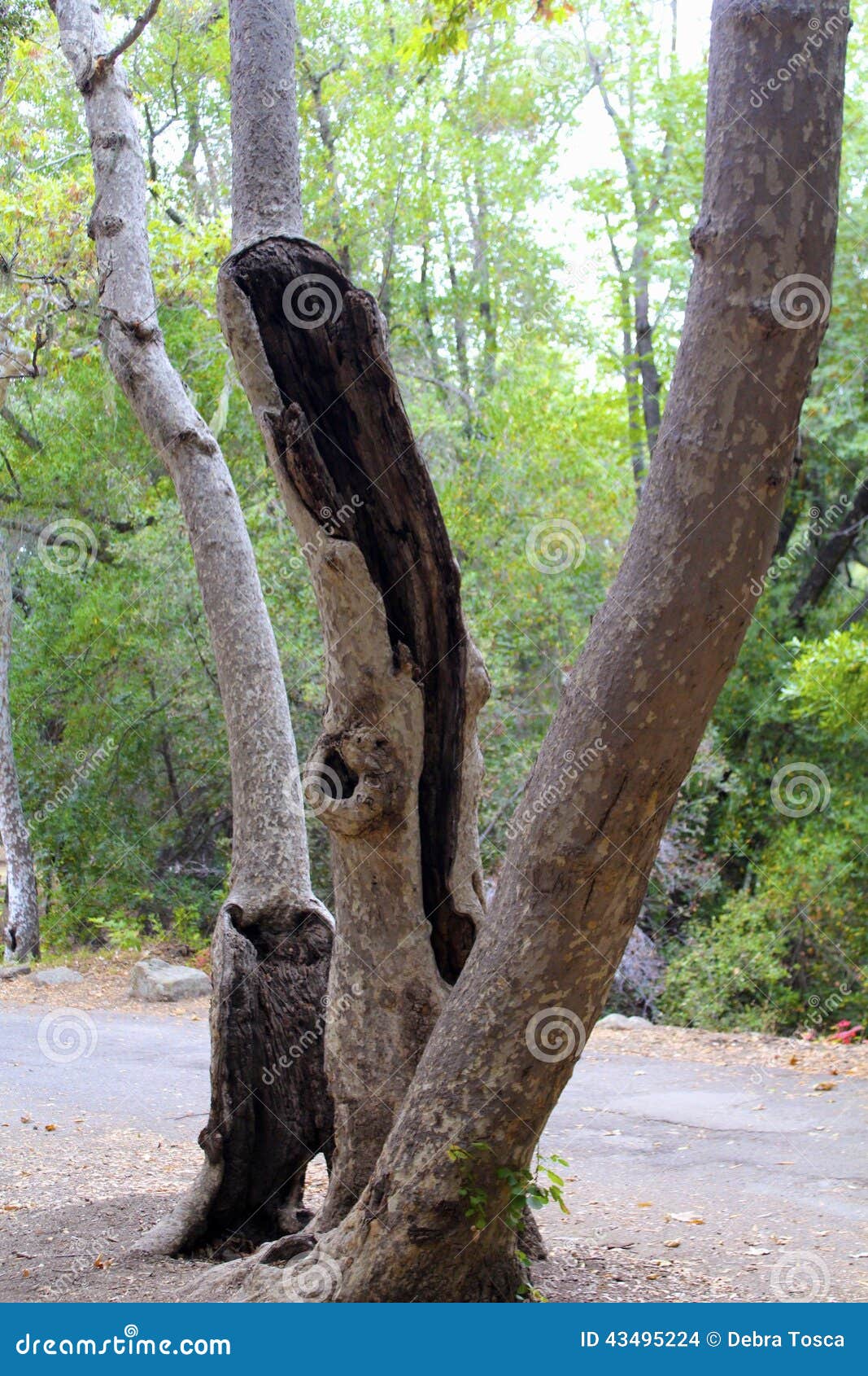 Rotted tree stock photo. Image of decay, path, rotten - 43495224