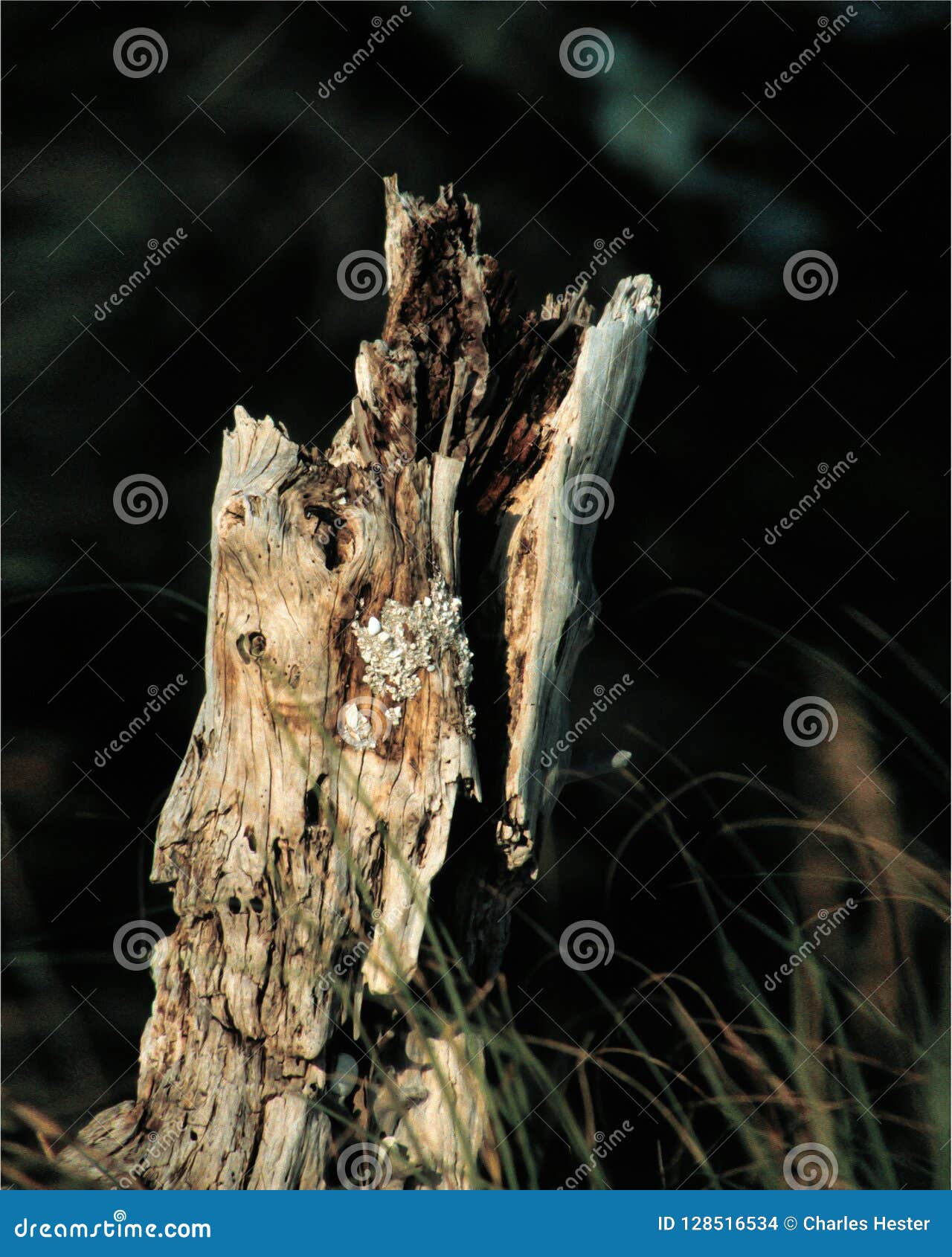 Rotted tree stump stock photo. Image of florida, forest - 128516534