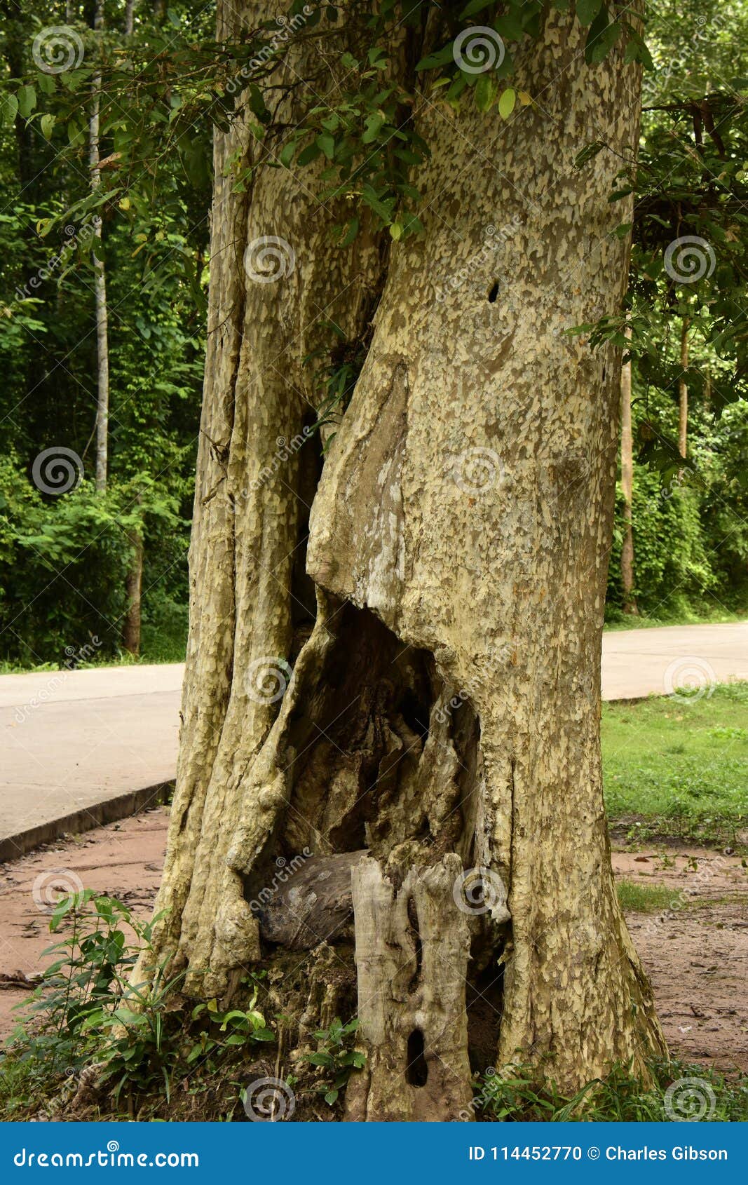 Rotted tree stock photo. Image of vast, tree, deciduous - 114452770