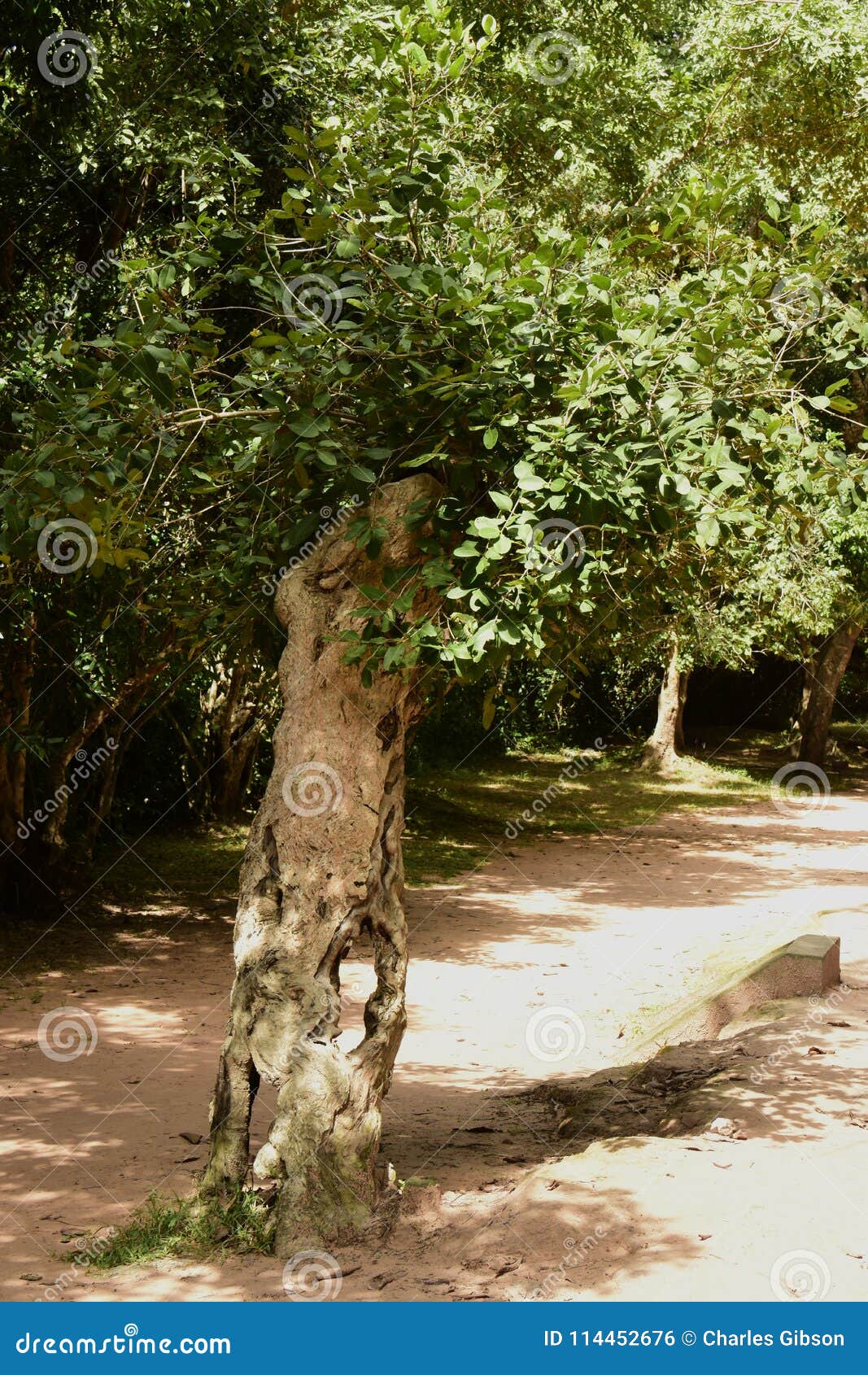 Rotted tree stock photo. Image of deciduous, angkor - 114452676