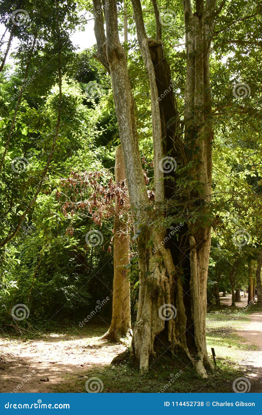 Rotted tree stock photo. Image of cambodian, grounds - 114452738