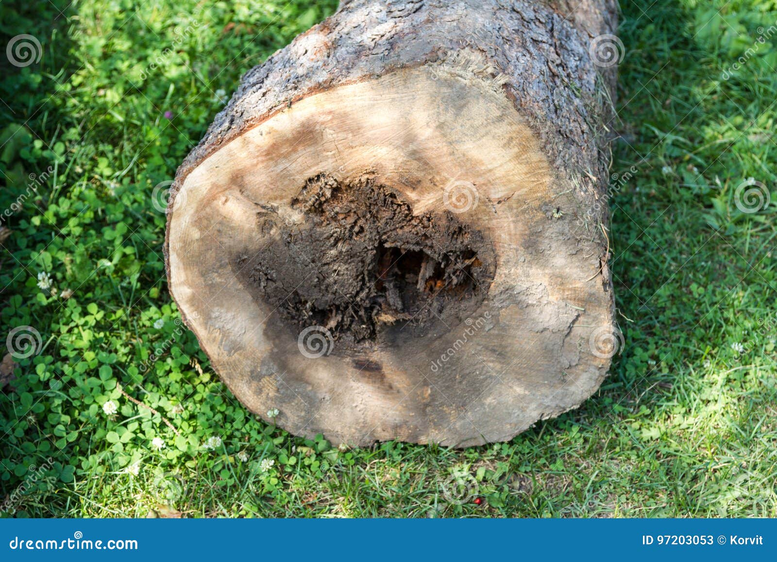 Rotted from the Inside of a Tree Trunk Stock Image - Image of natural ...