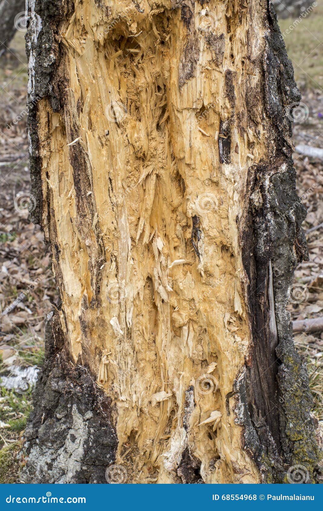 Rotted wood background stock photo. Image of detail, hole - 68554968