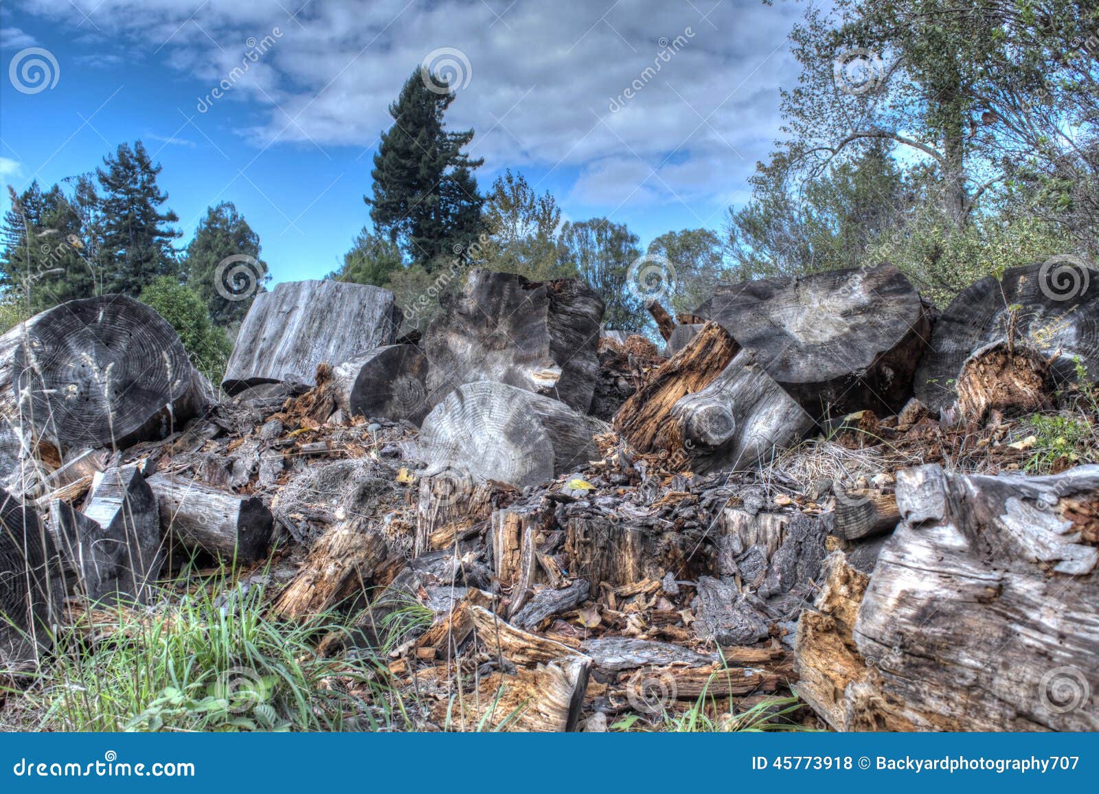 Rotted Wood stock photo. Image of tree, forest, blue - 45773918