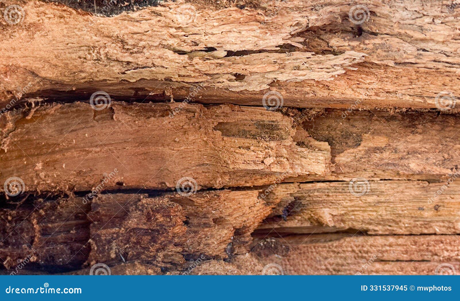 Rotted Wood Plank Background Stock Image - Image of wood, environment ...