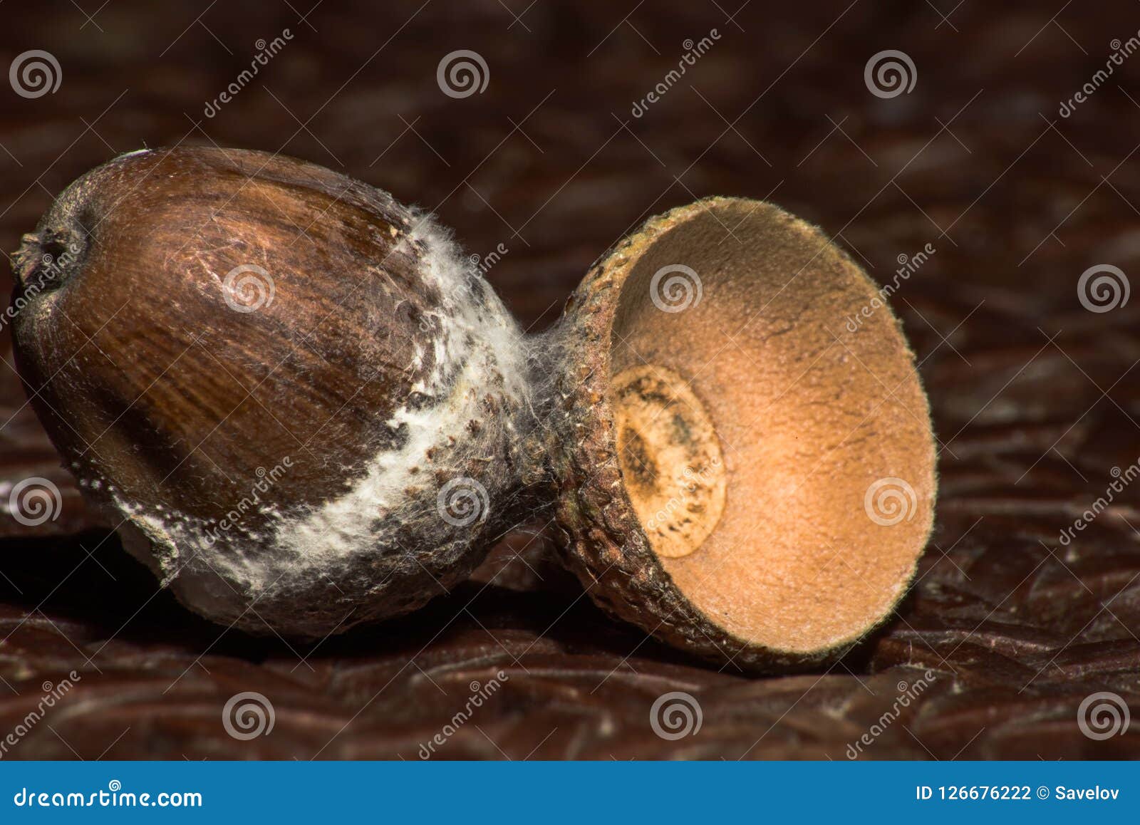 Rotten Acorn with a Cap Macro Stock Photo - Image of mold, mildew ...