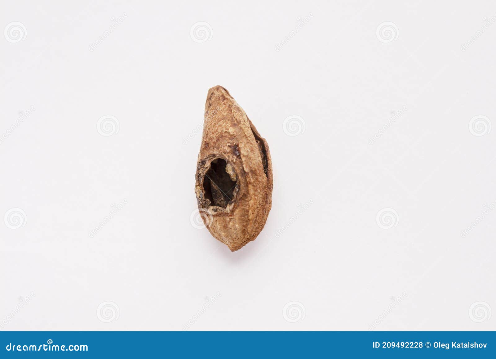 Rotten Almonds. A Spoiled Walnut On A White Background. Rotten Almonds ...