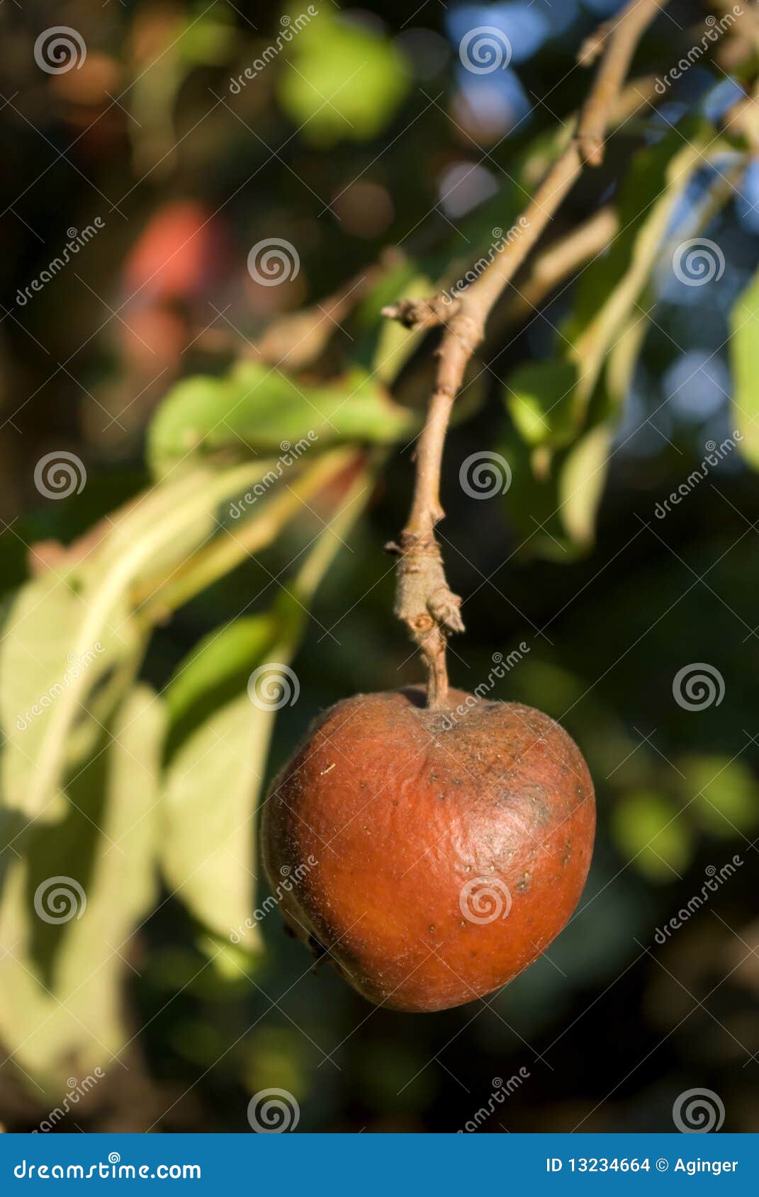 Rotten apple stock photo. Image of farm, garden, farming - 13234664