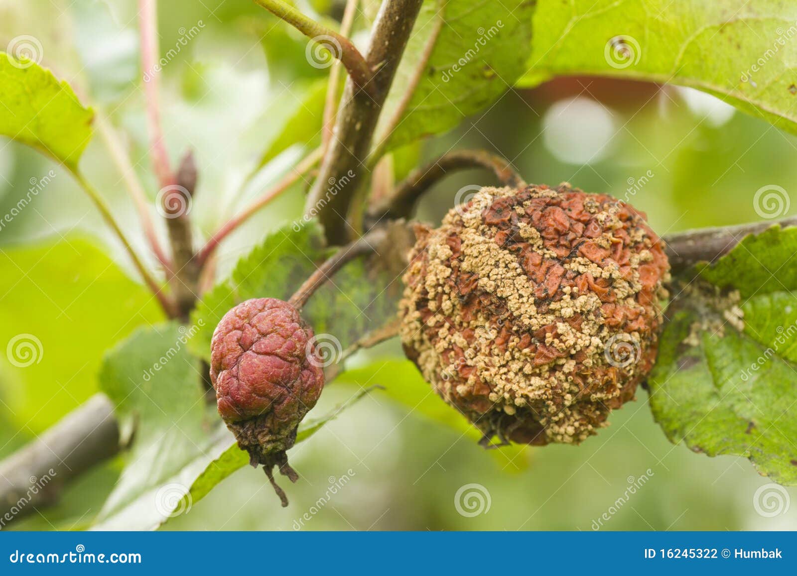 Rotten apple stock photo. Image of orchard, food, agriculture - 16245322
