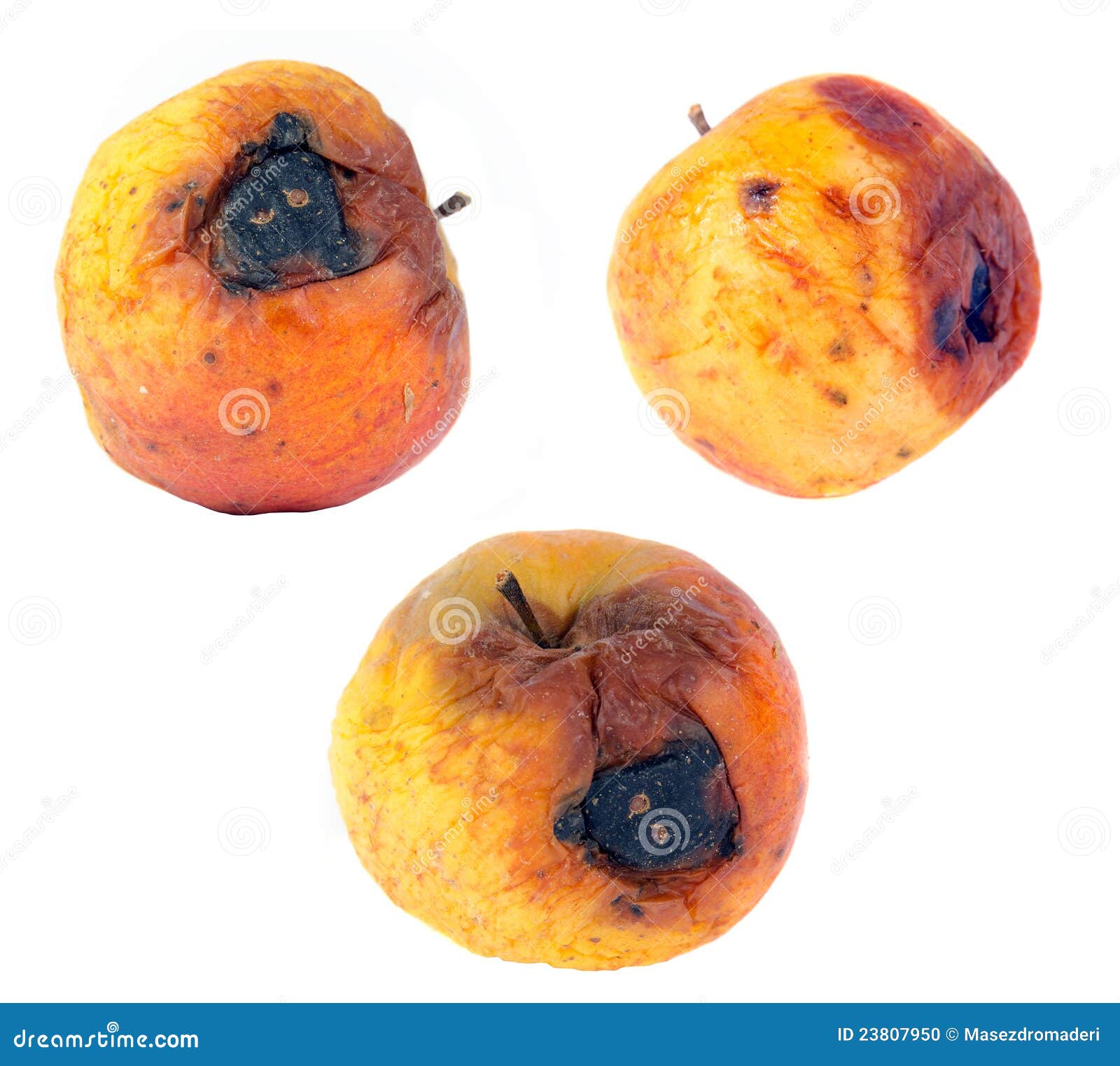 Rotten Bad Apple On A Tree Royalty-Free Stock Photography ...