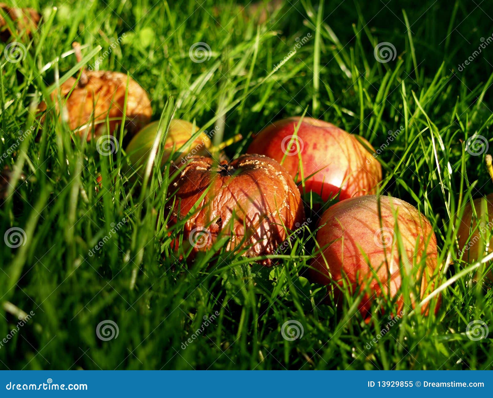 Rotten Apple in a Bunch of Good Ones Stock Image - Image of mouldy ...