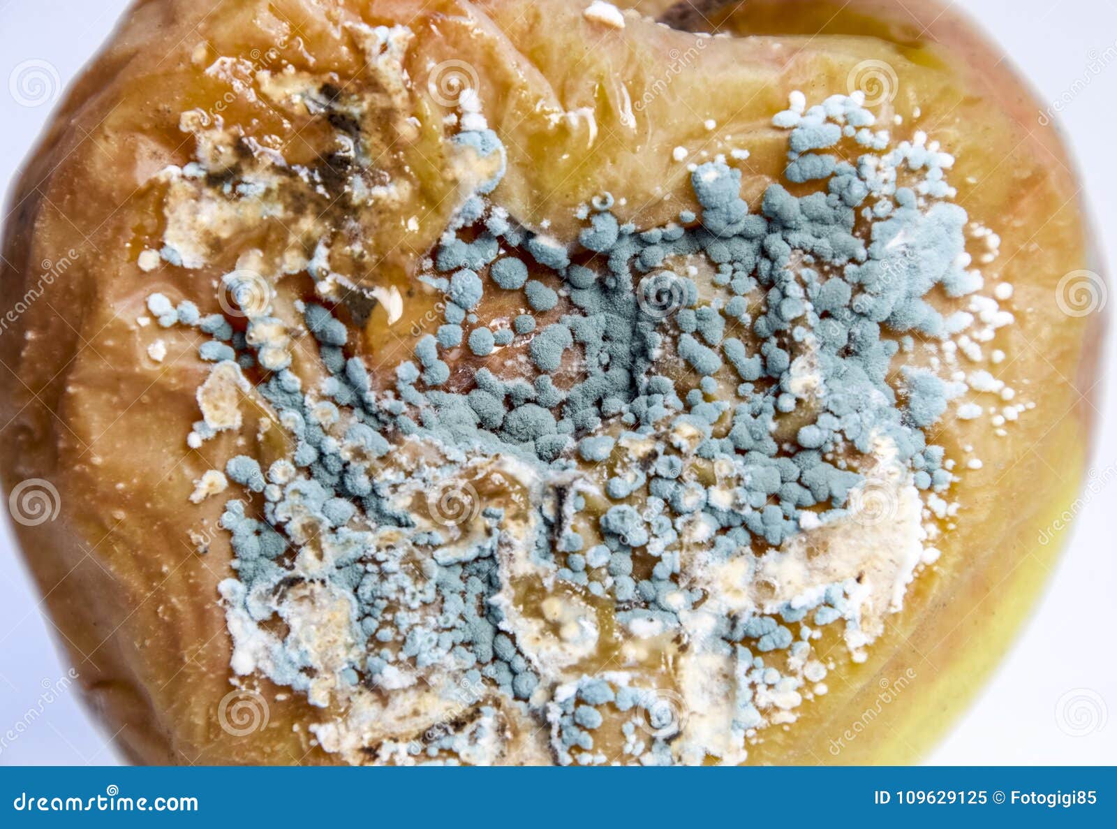 A Rotten Apple Covered with Mold. Stock Image - Image of aging, autumn ...
