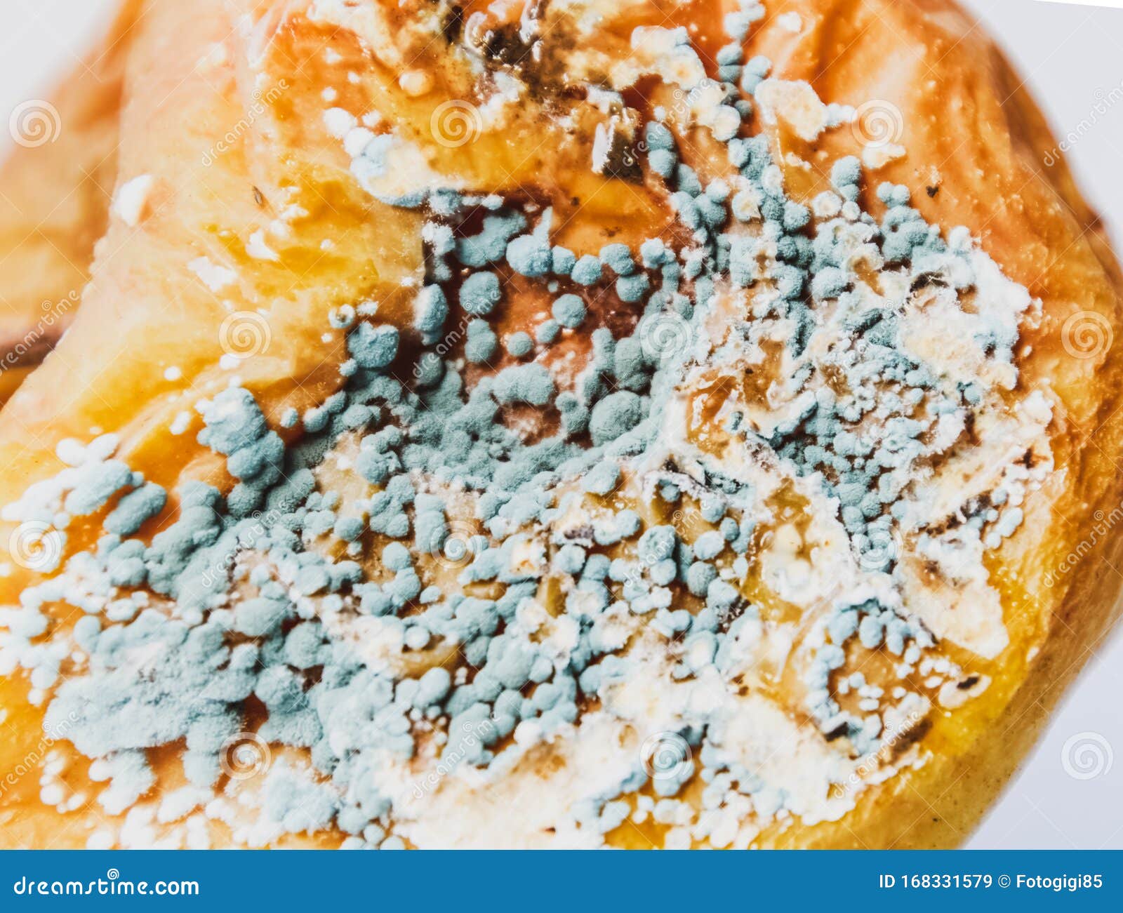 A Rotten Apple Covered with Mold Stock Image - Image of rural, autumn ...