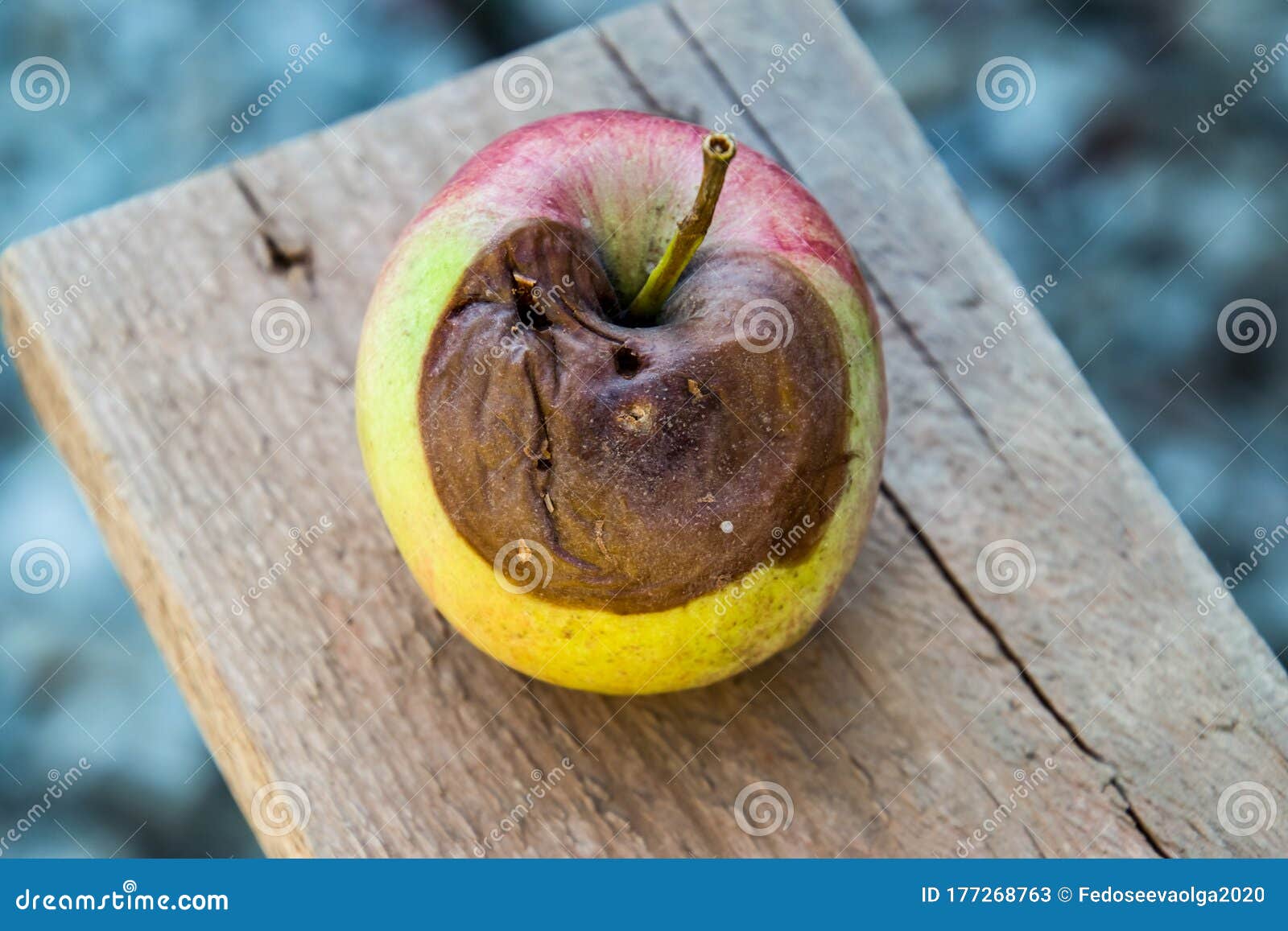 Rotten Apple. Defeat Apples. Spoiled Stock Image - Image of damaged ...