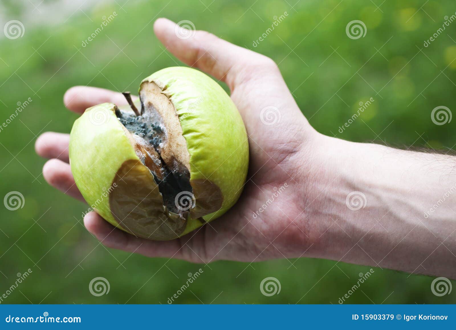 Rotten Apple Green With Mold In A Human Hand Royalty Free Stock Images ...