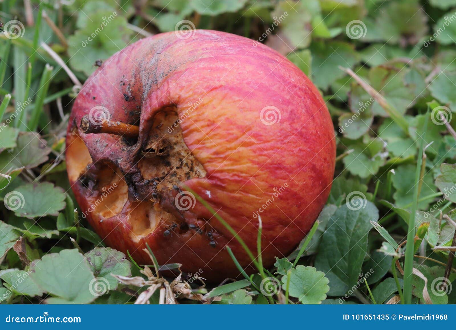 Rotten apple on ground stock image. Image of vegetarian - 101651435