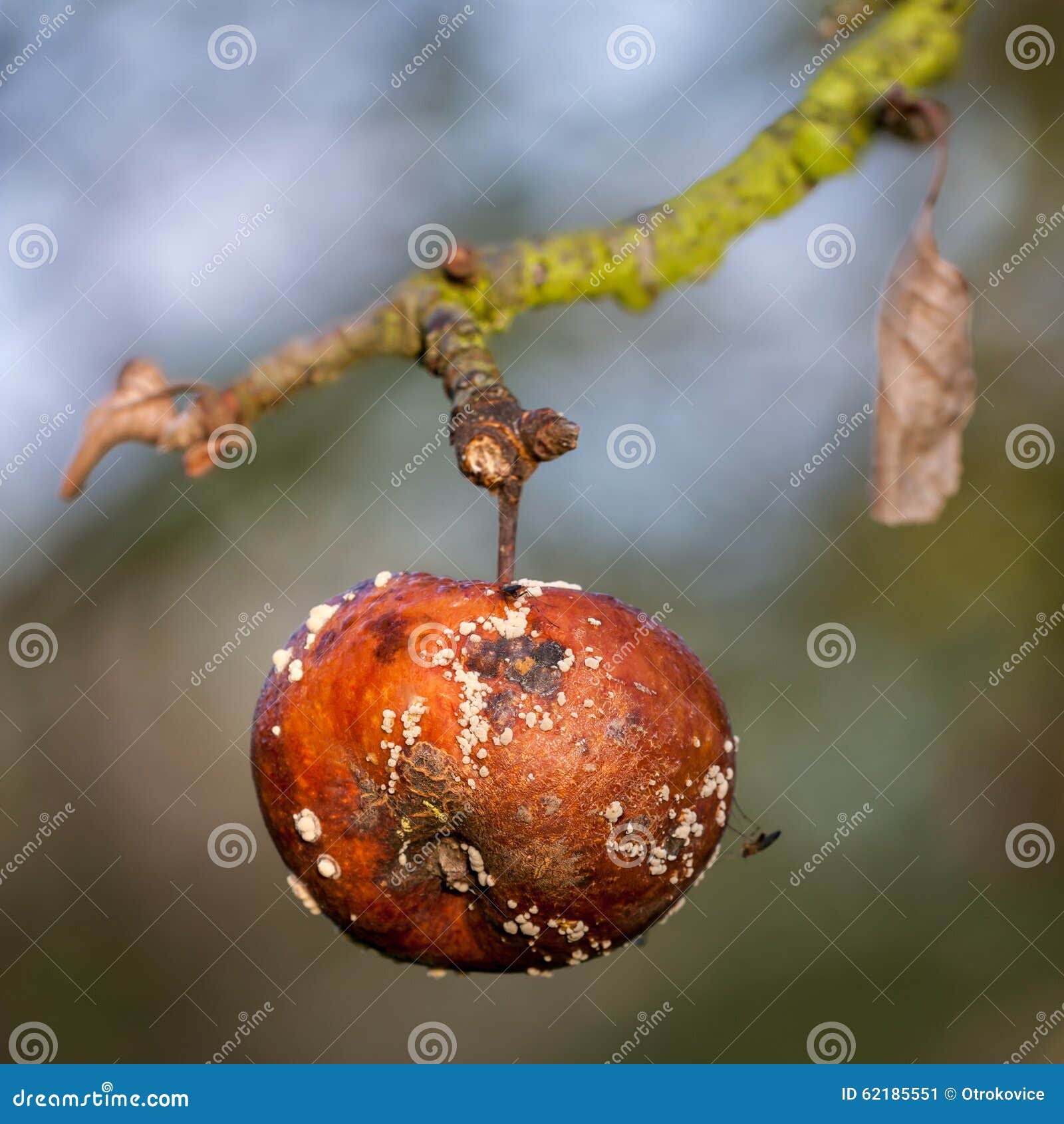 Rotten apple stock image. Image of fruit, nature, agriculture - 62185551