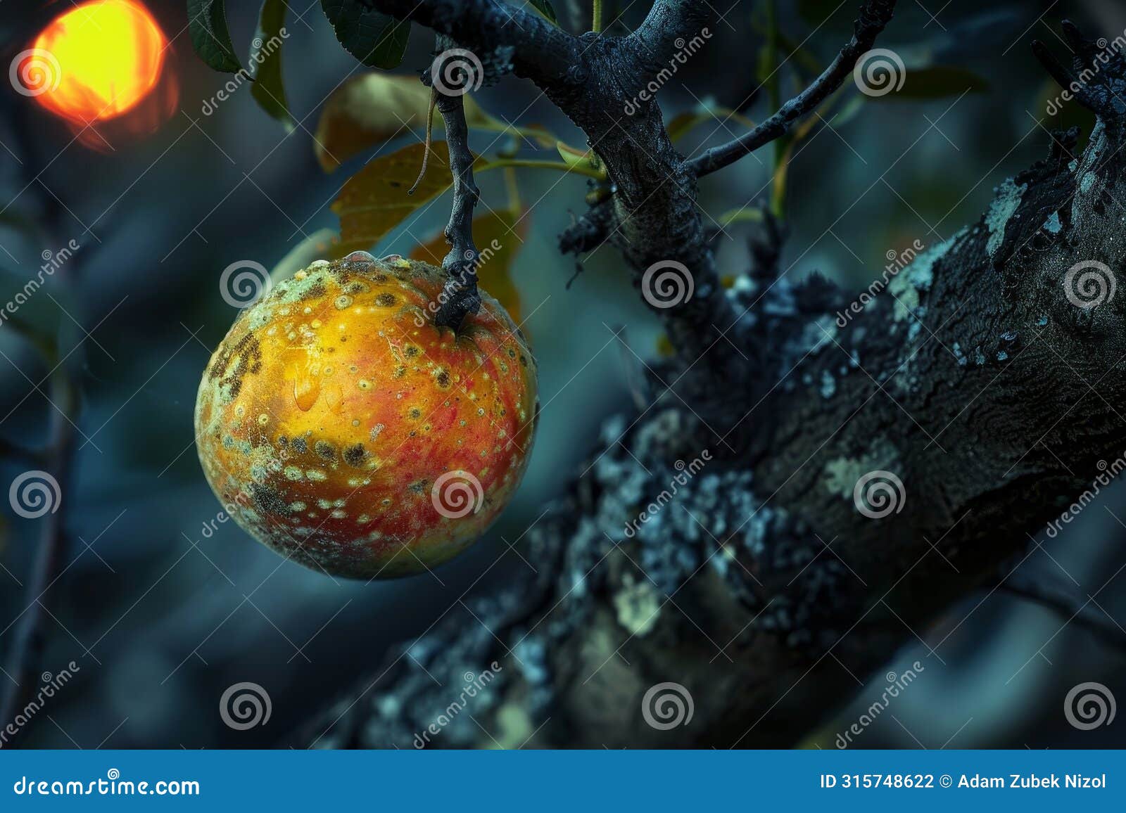 Rotten Apple Hanging On Tree Branch Stock Photography | CartoonDealer ...